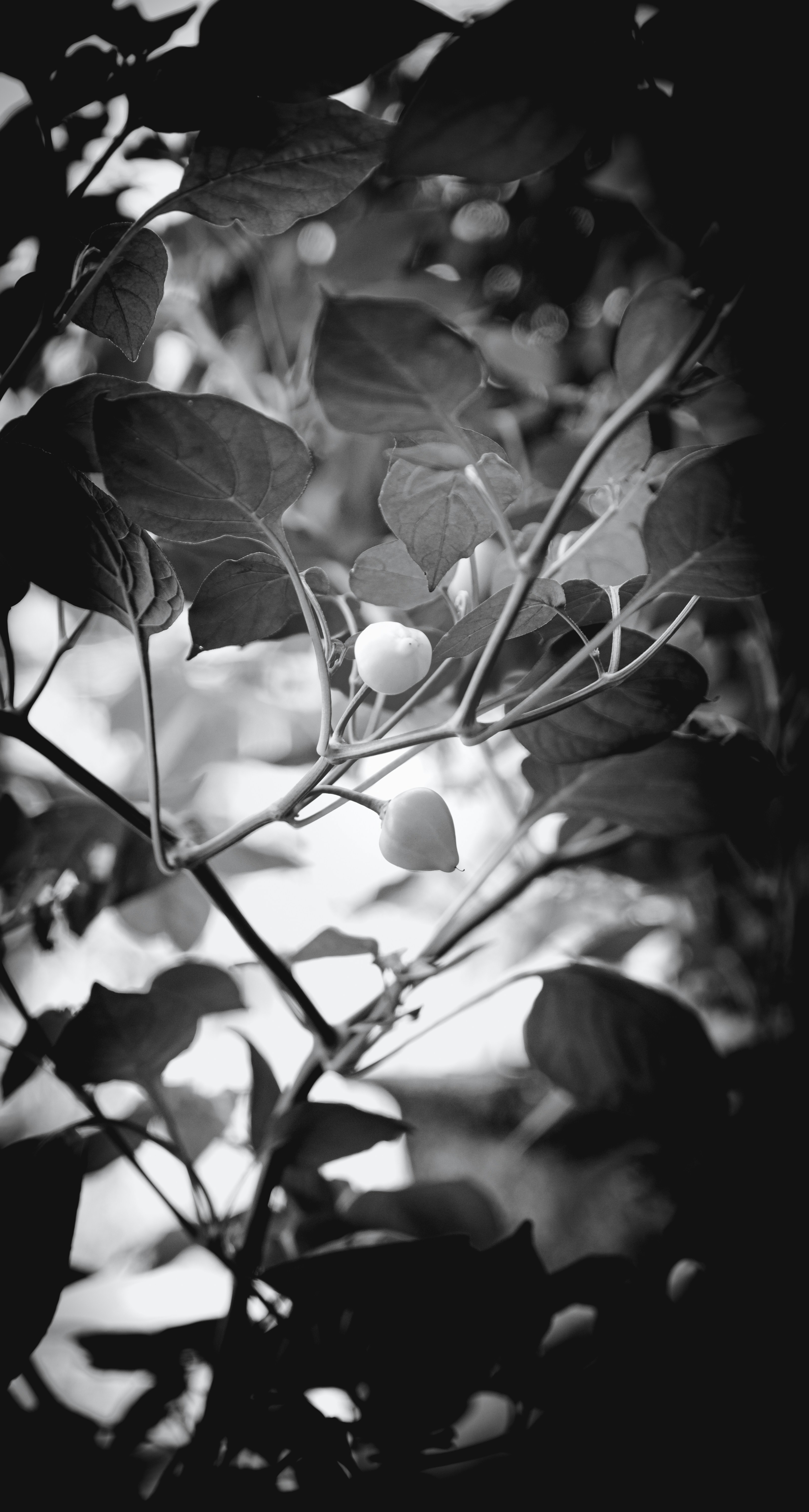 Grayscale photo of round fruits photo – Free Plant Image on Unsplash
