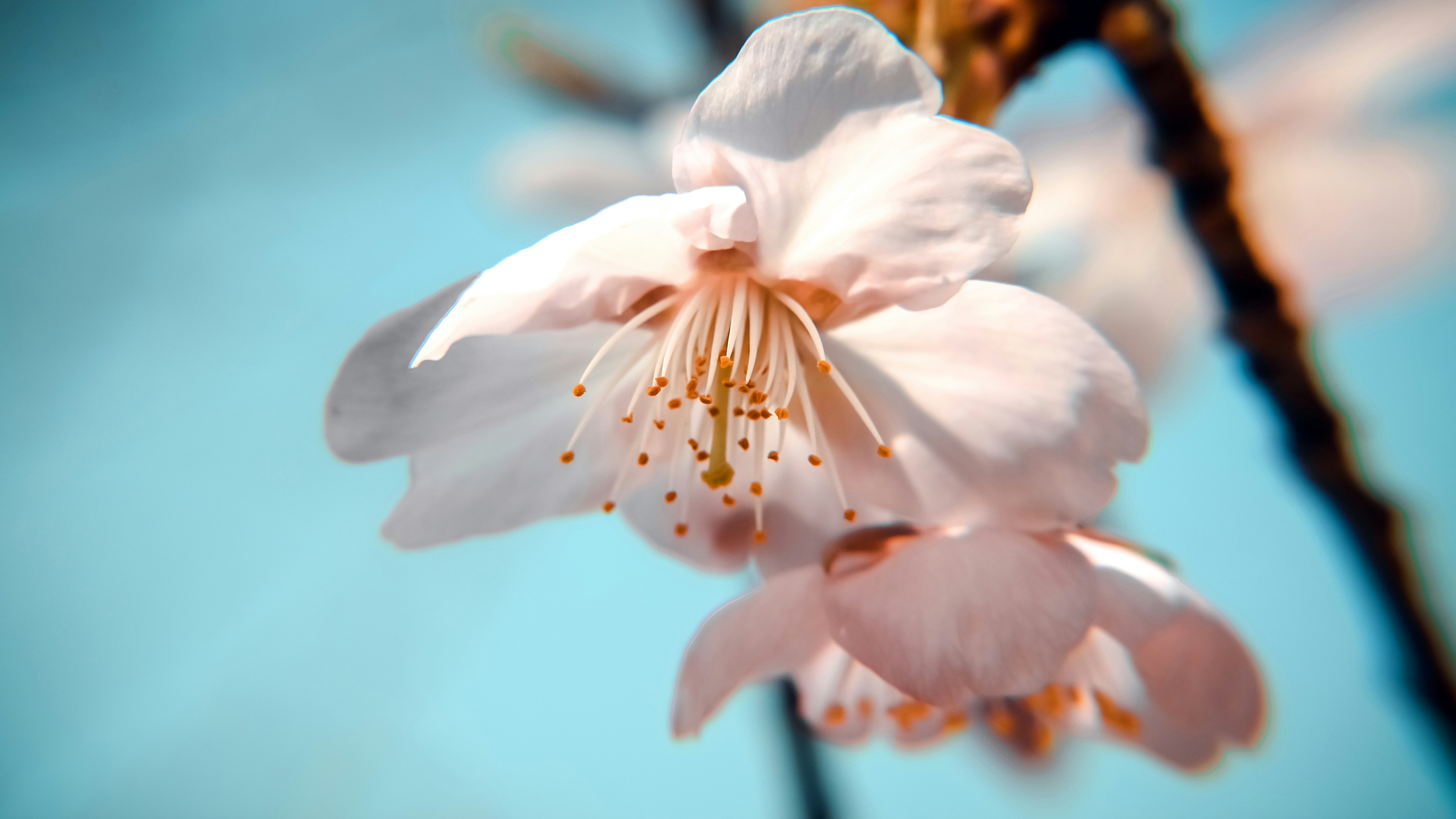 Delicate cherry blossom petals unfurl against a serene blue backdrop, highlighting their intricate details and soft hues.