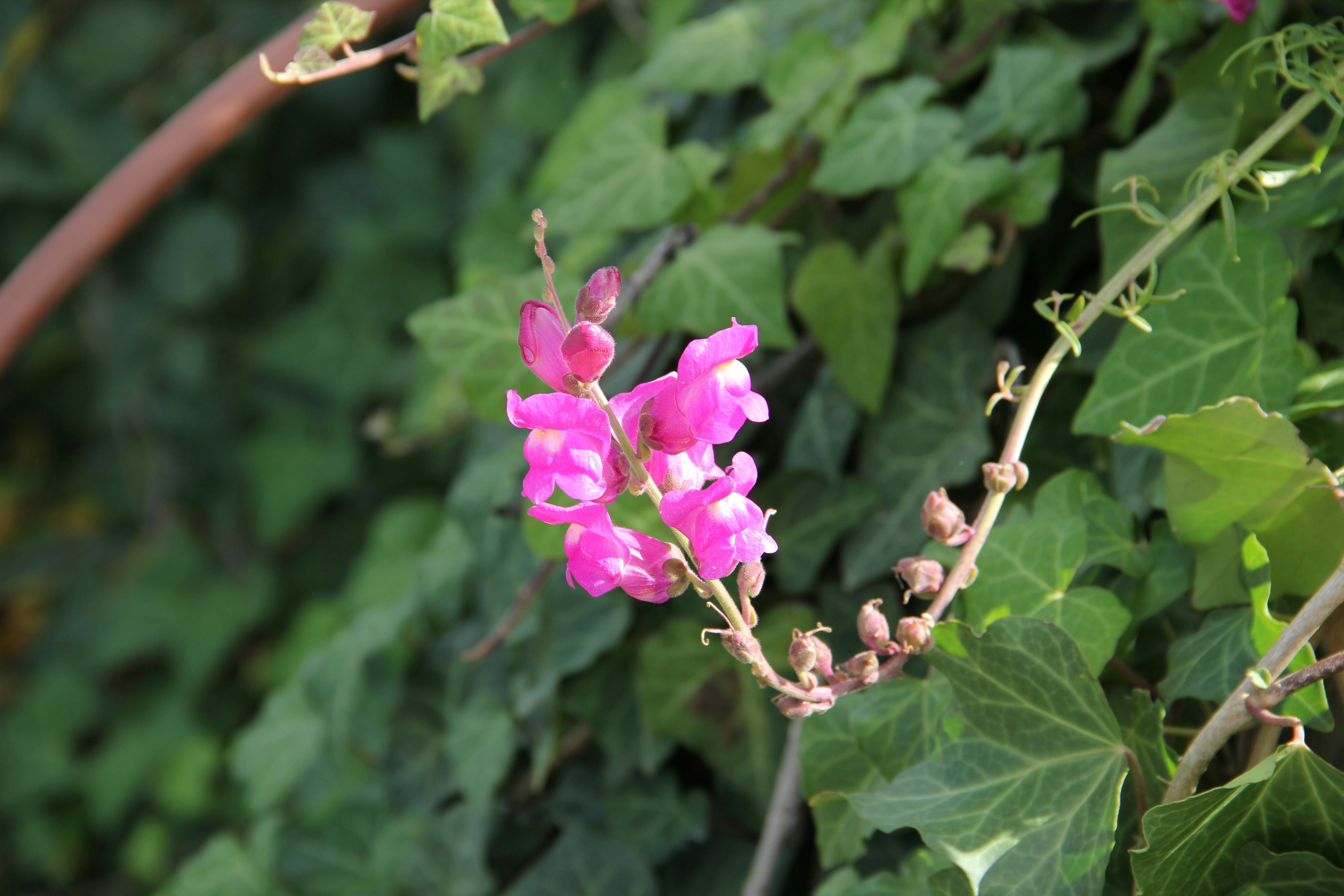 Pink Climber in a Green Veil: A Close-Up of Ivy-Cradled Bloom