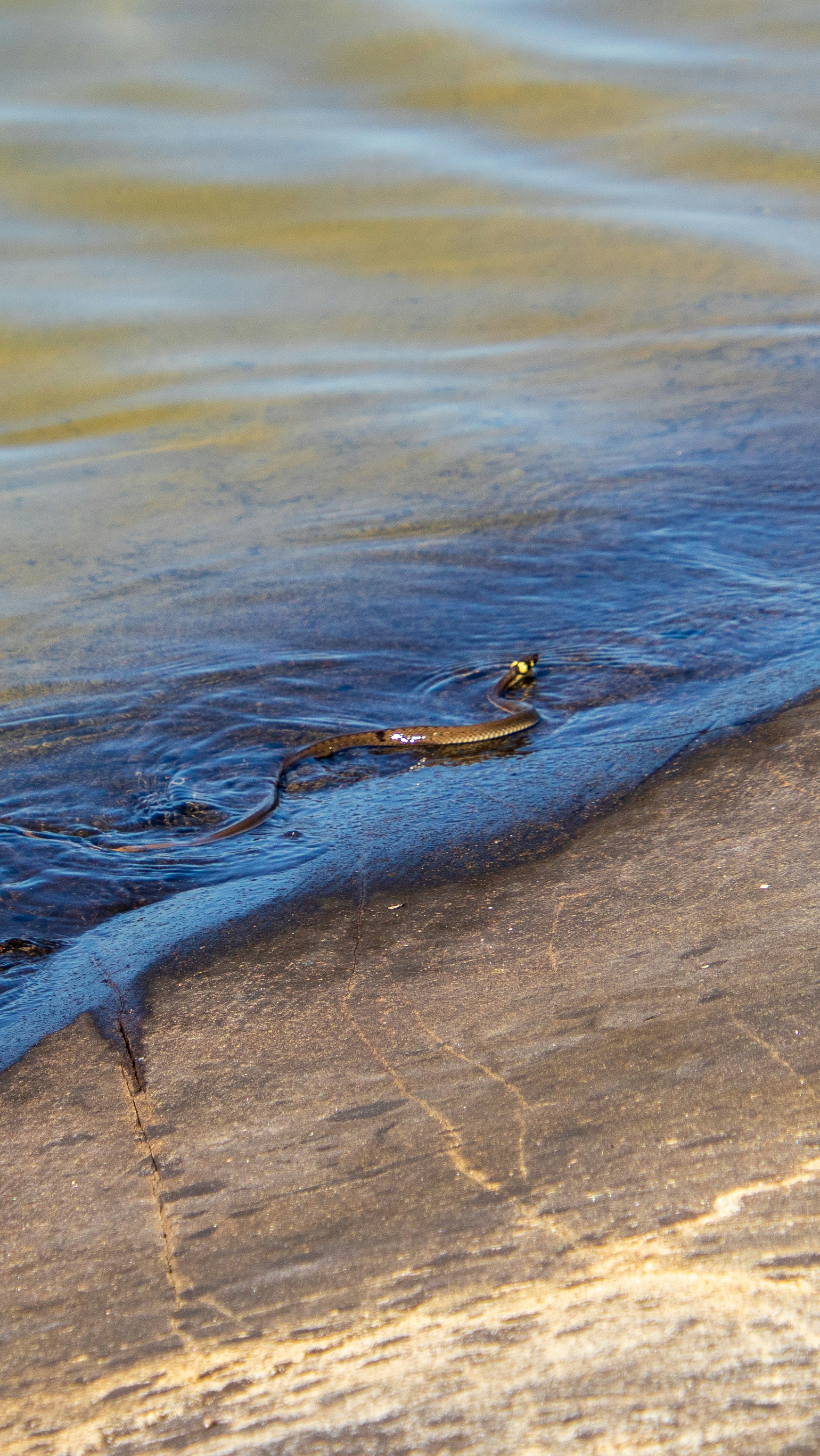 Silver Wake on the Shore: A Tiny Snake Traverses Sunlit Rock