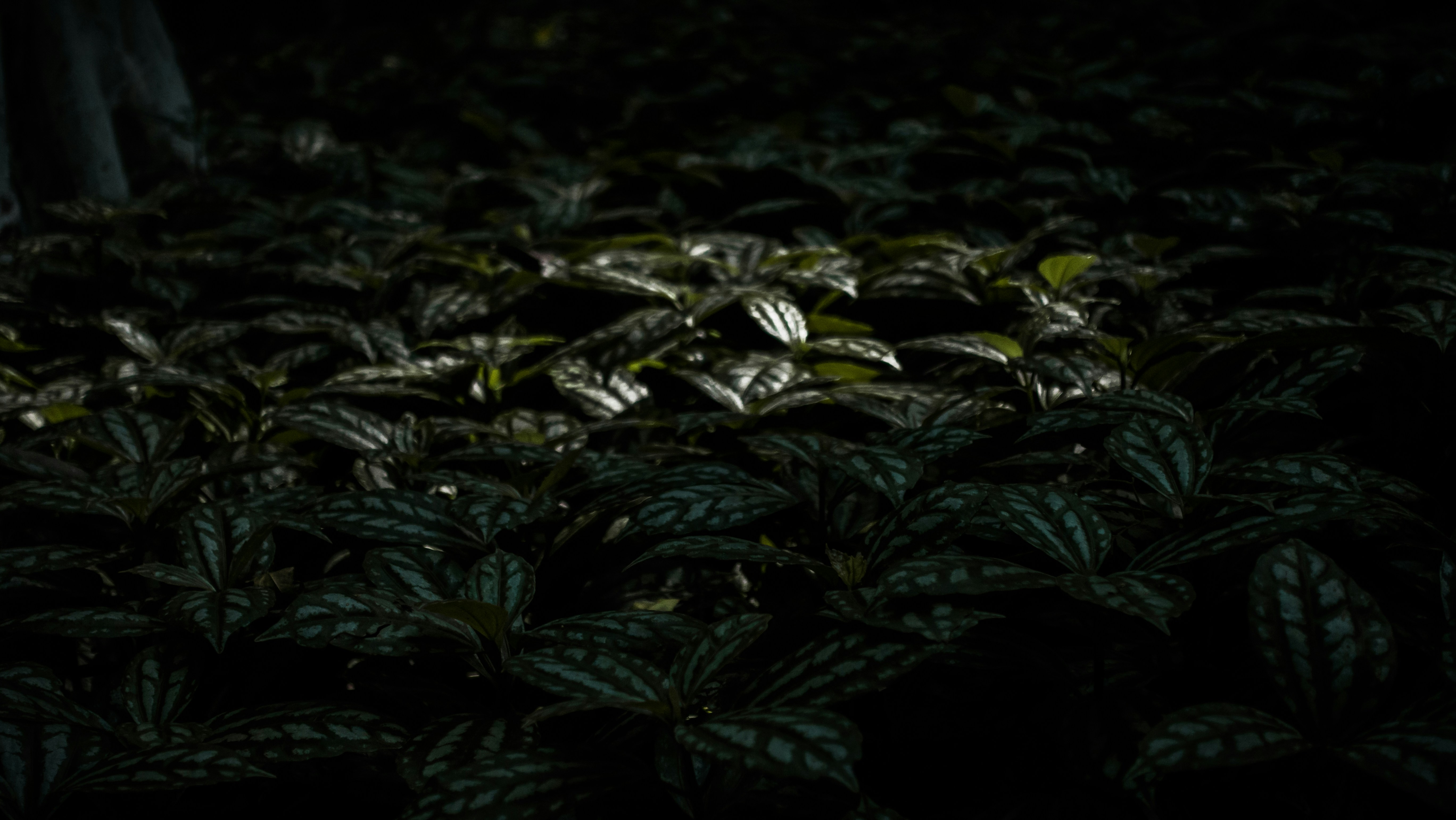 green leaves with water droplets