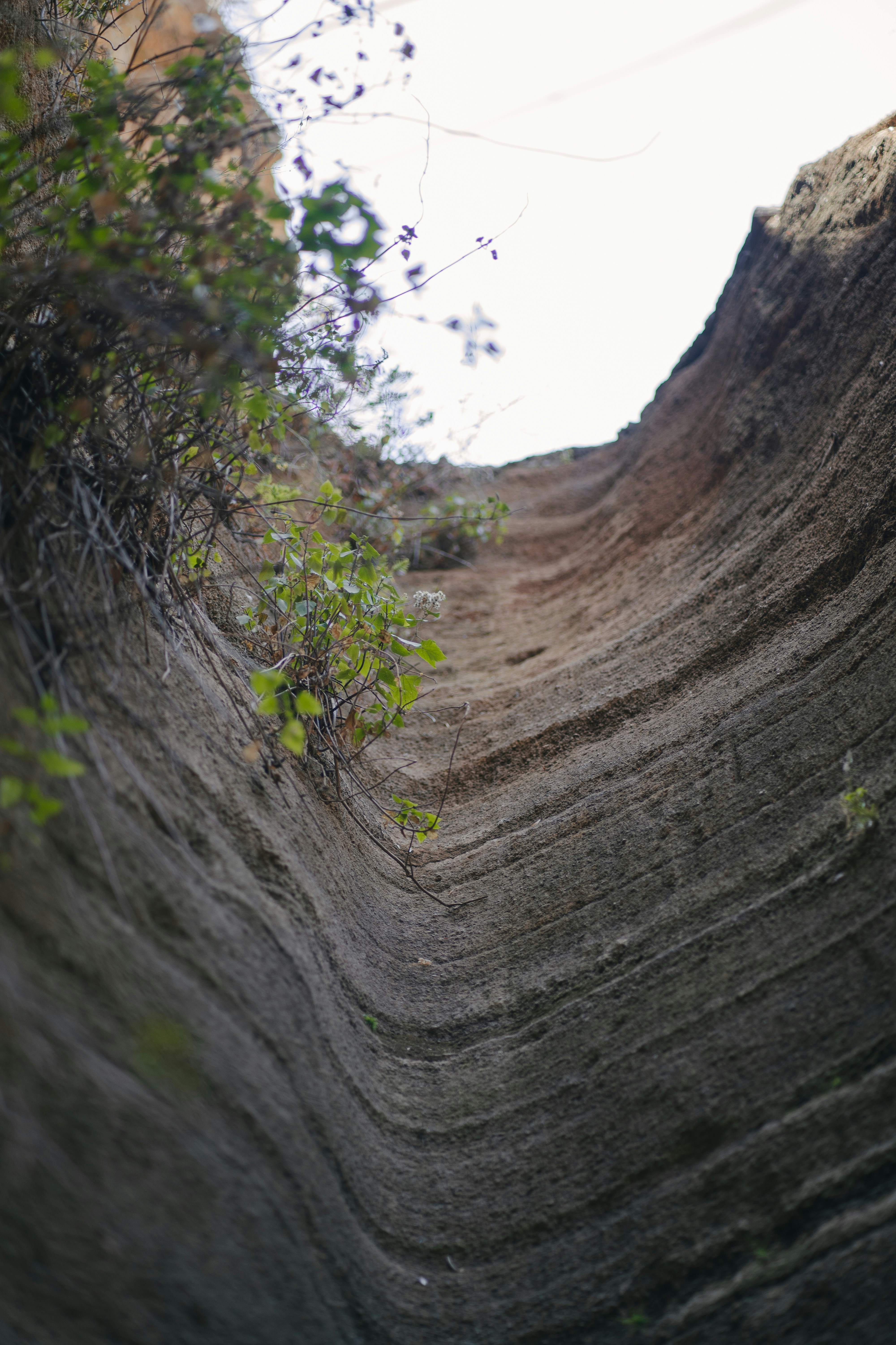 low angle photography of green tree during daytime