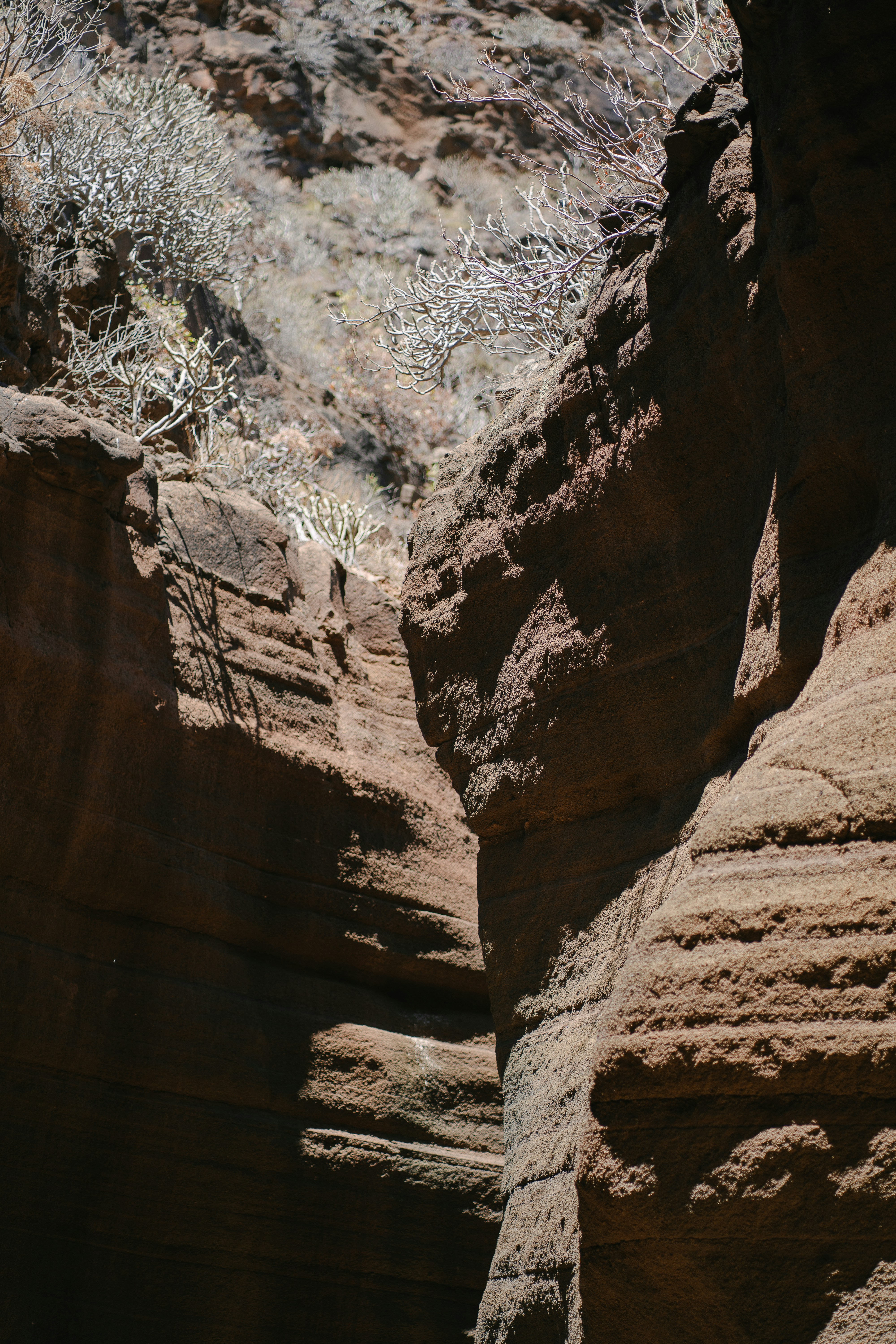 Intricate rock formations and sparse vegetation create a dramatic interplay of light and shadow in a desert canyon.