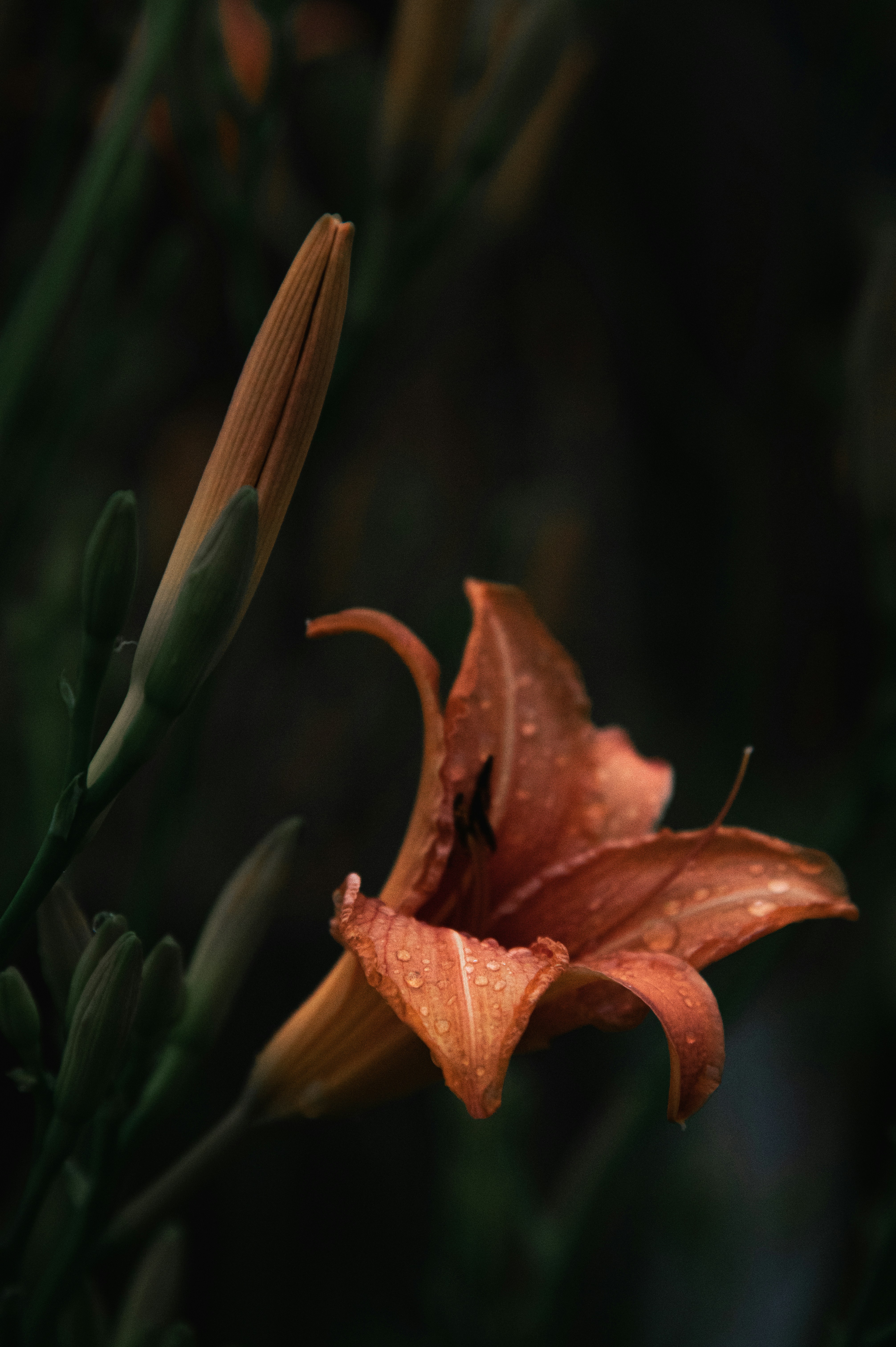 Orange leaf in close up photography photo – Free Flower Image on Unsplash