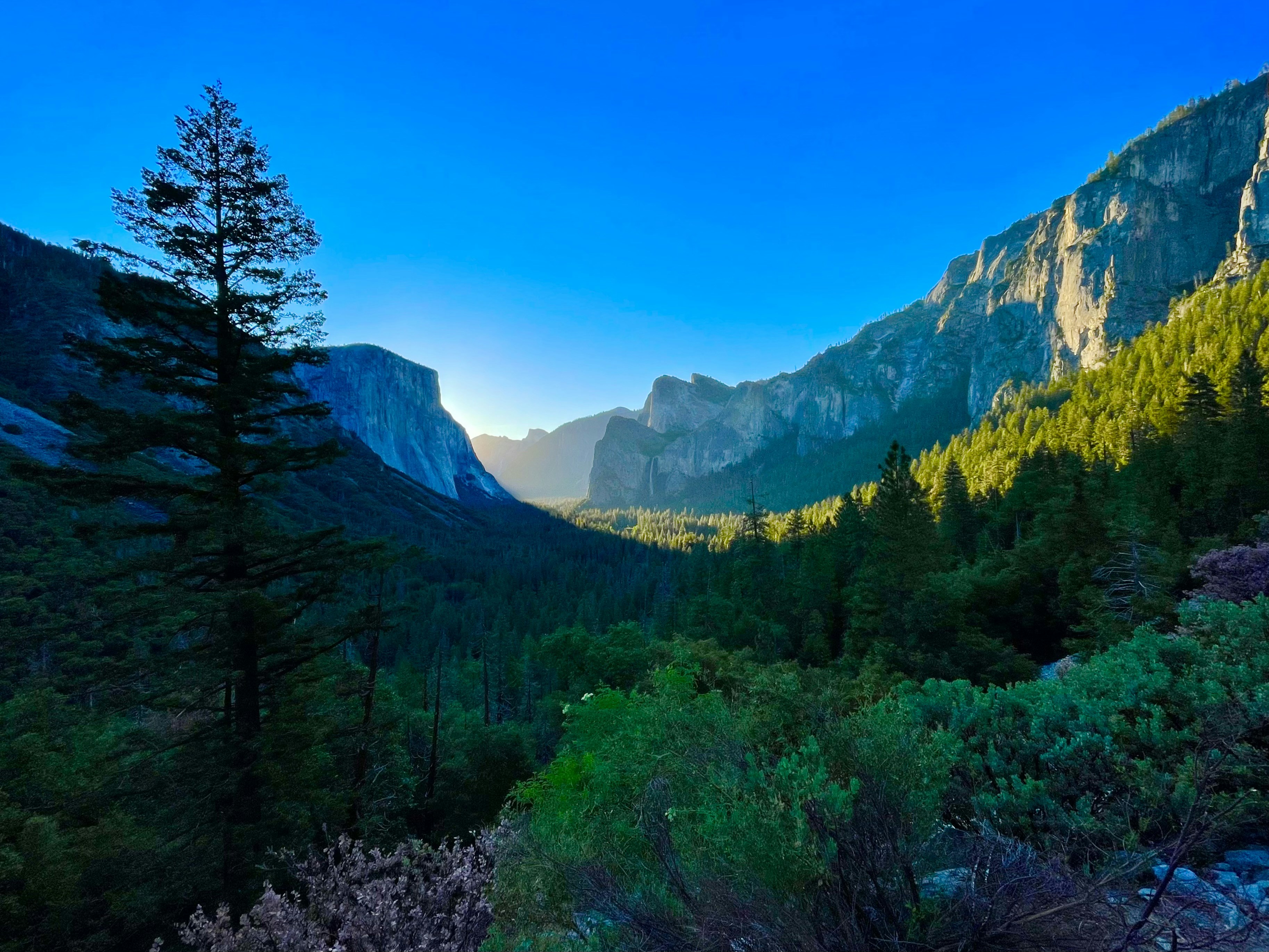 Cathedral of Valley Light: Sunlit Peaks Beyond the Pines