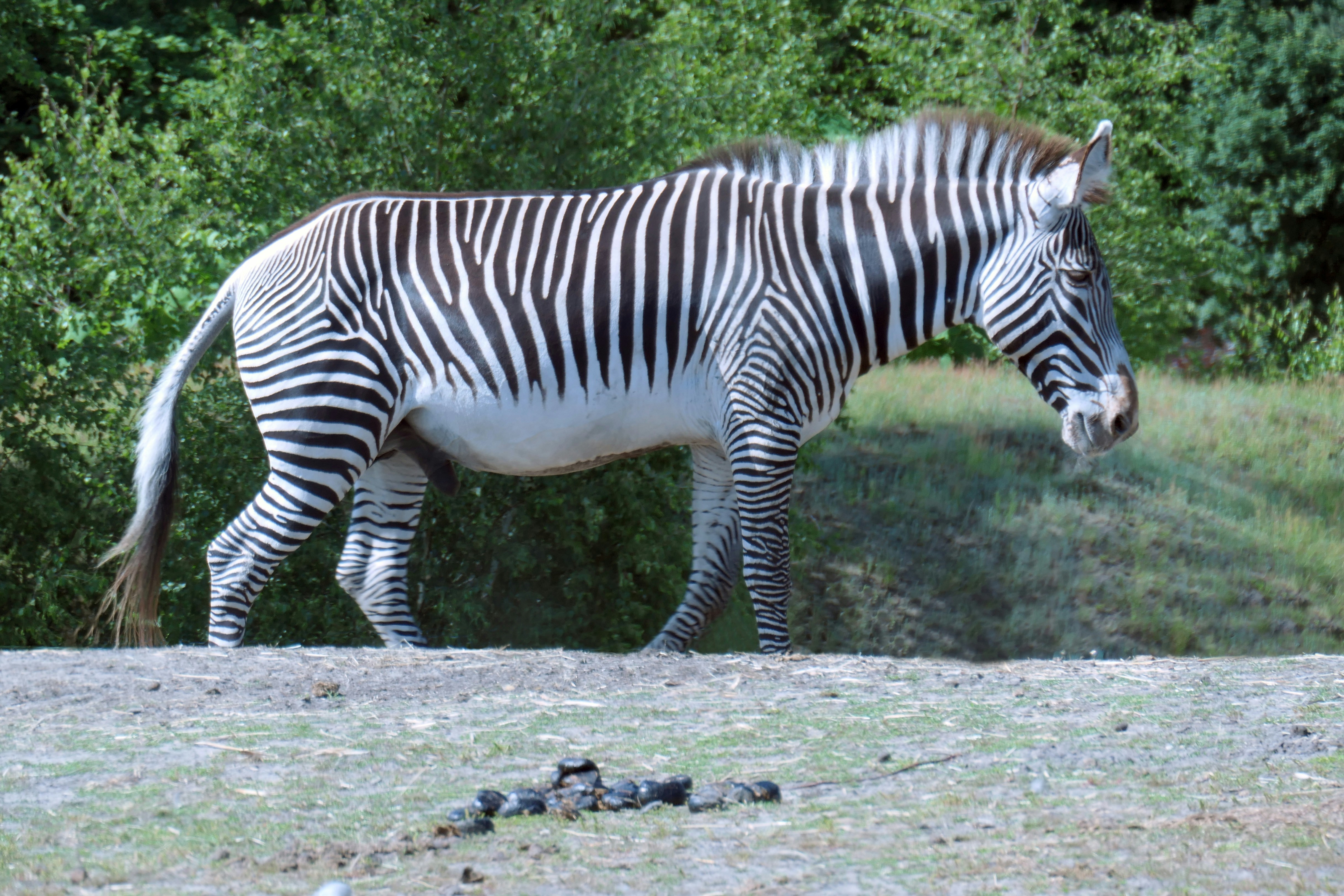 Zebra walking across a rocky terrain with lush greenery in the background. The distinct black and white stripes create a striking contrast against the natural setting.
