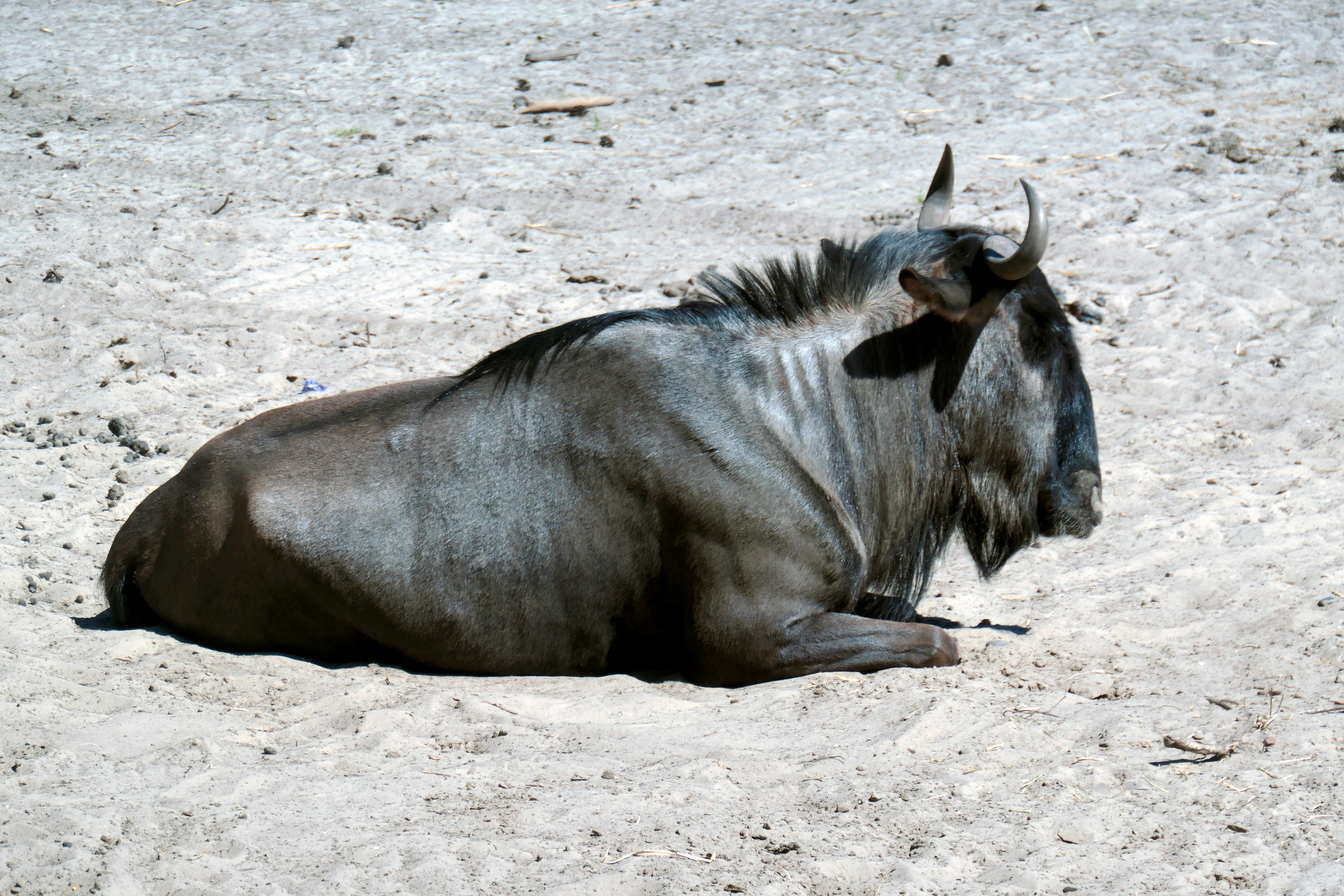 A wildebeest reclining on sunlit sandy terrain, showcasing its robust form and distinctive features. The serene atmosphere emphasizes the animal's natural habitat.