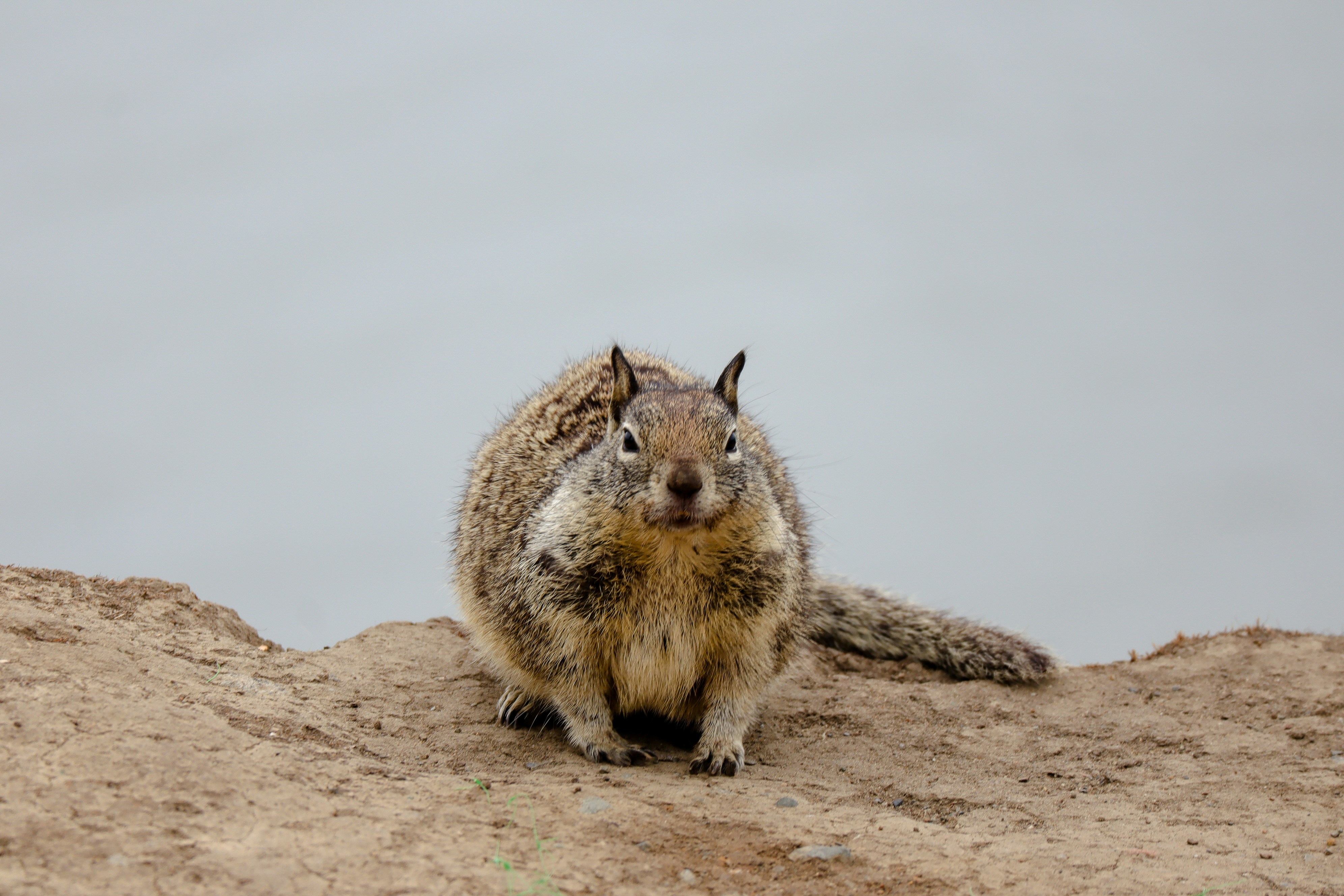 Midfield Squirrel Sentinel on a Shoreline of Sand