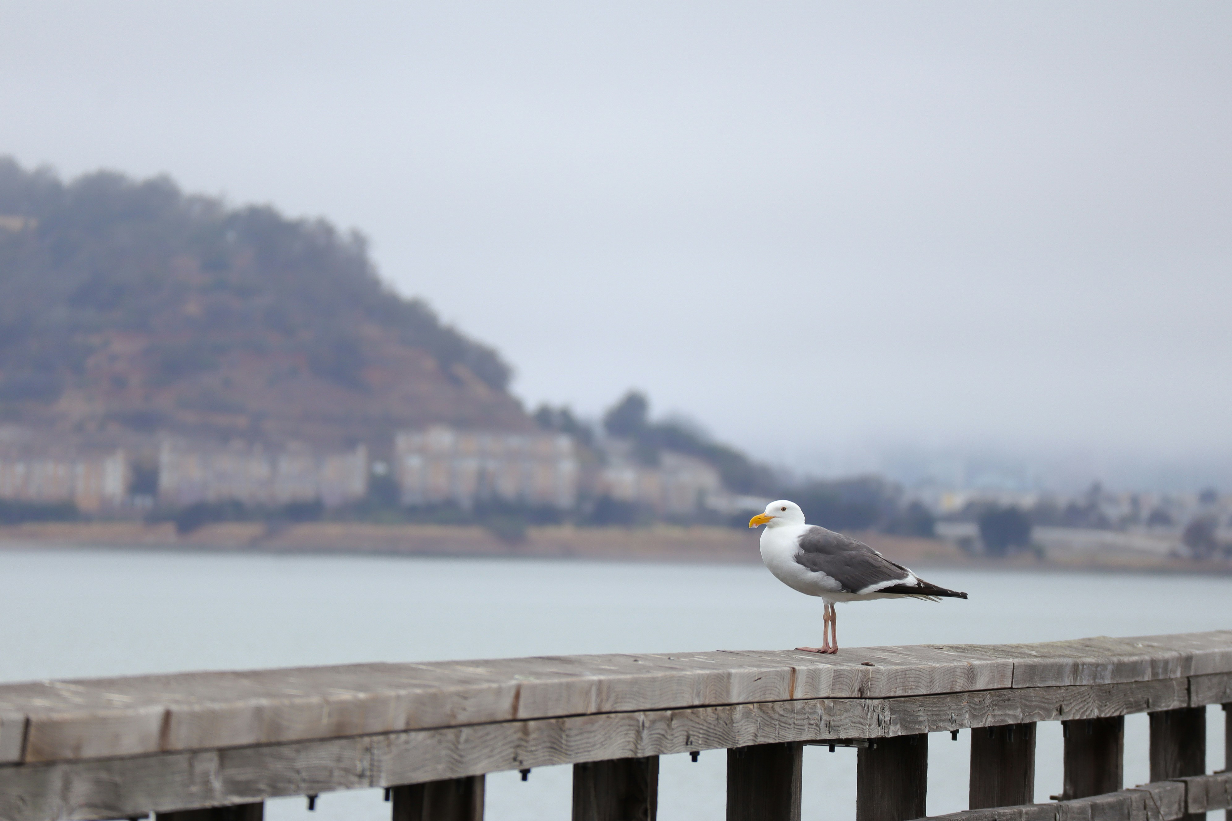white and black bird on brown wooden fence near body of water during daytimelittle plant