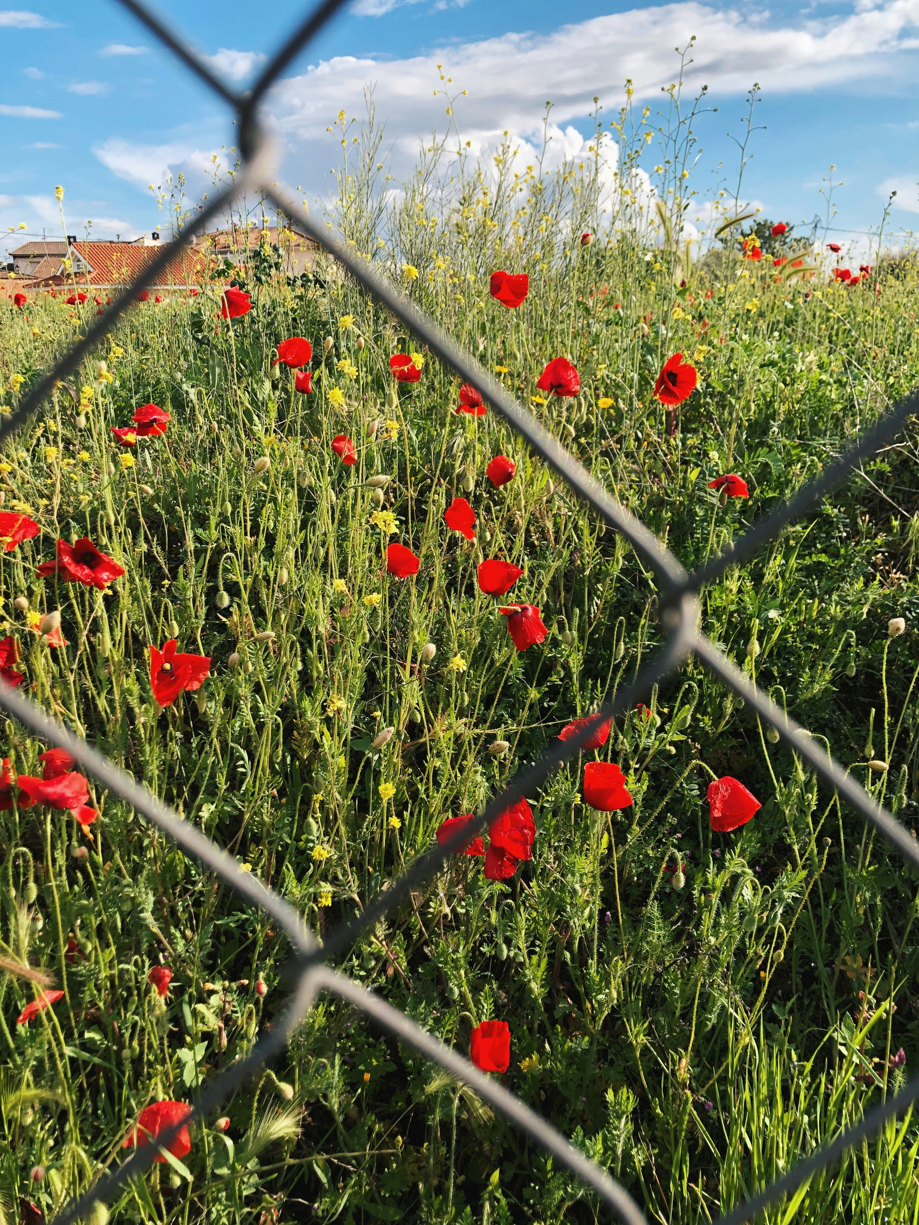 Flores rojas cerca de una valla de acero gris durante el día foto ...