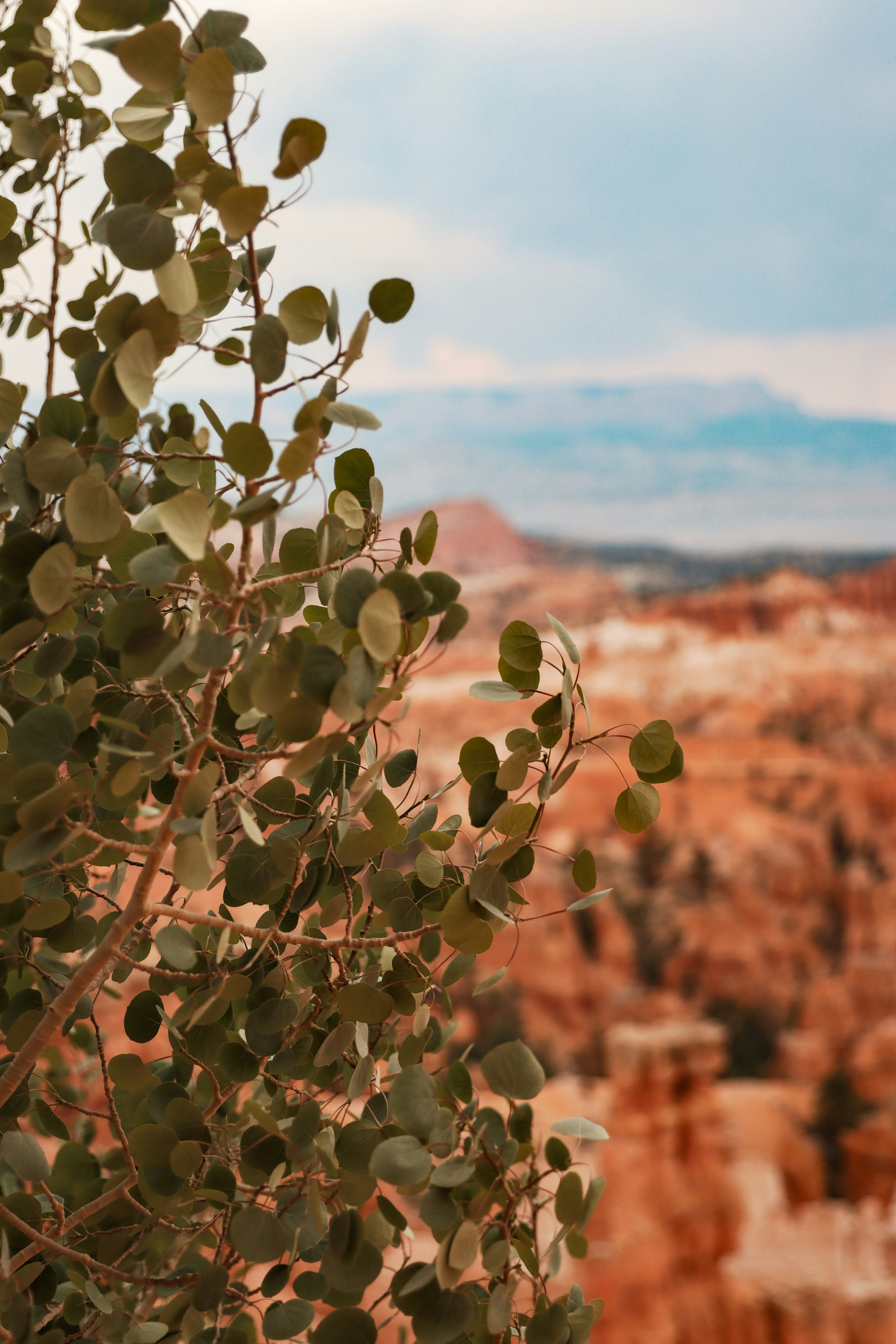 Desert Scrub in Focus: Leaves Framing a Canyon Vista