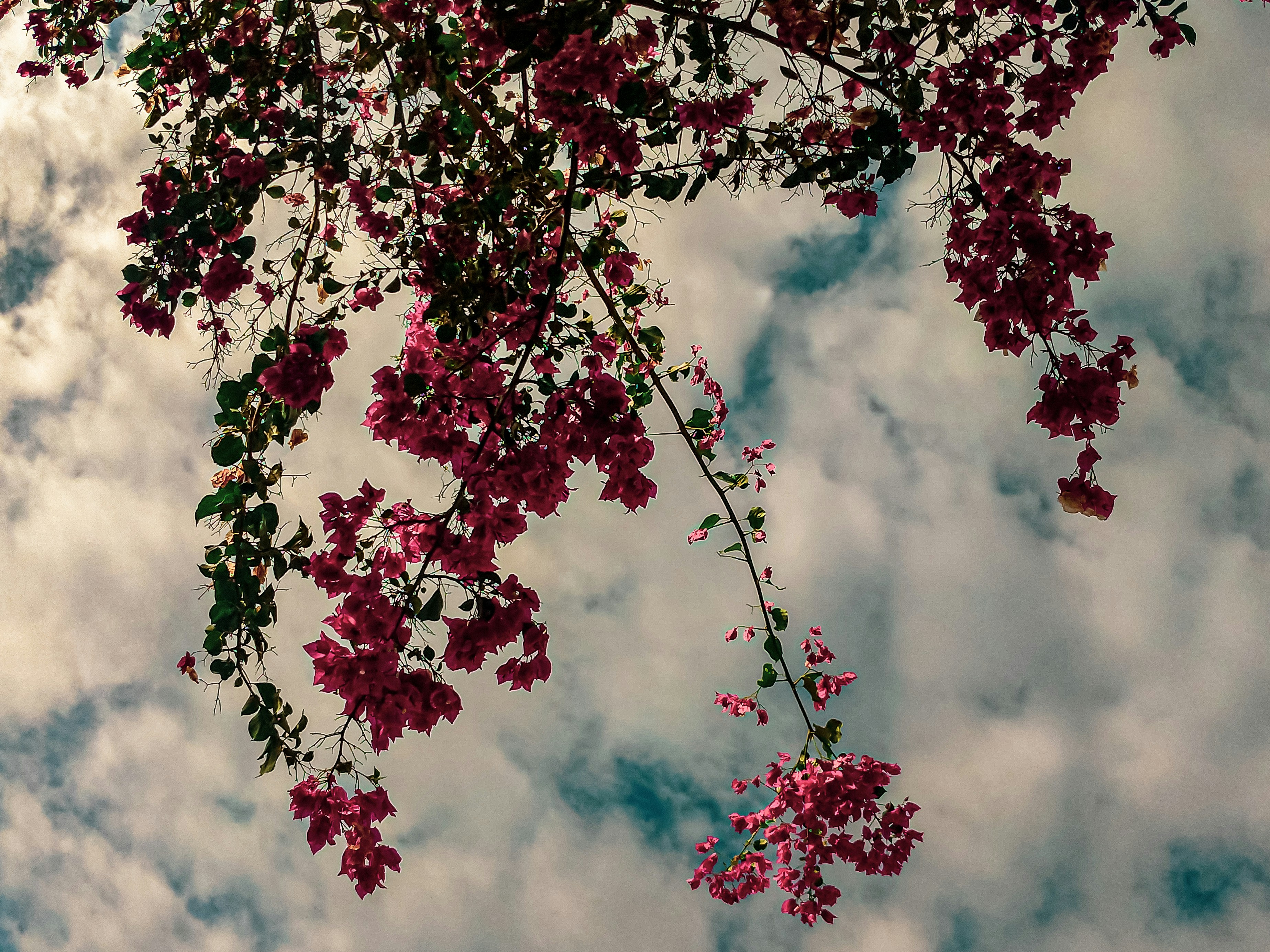 Bougainvillea blossoms cascading from above against a backdrop of soft, textured clouds.