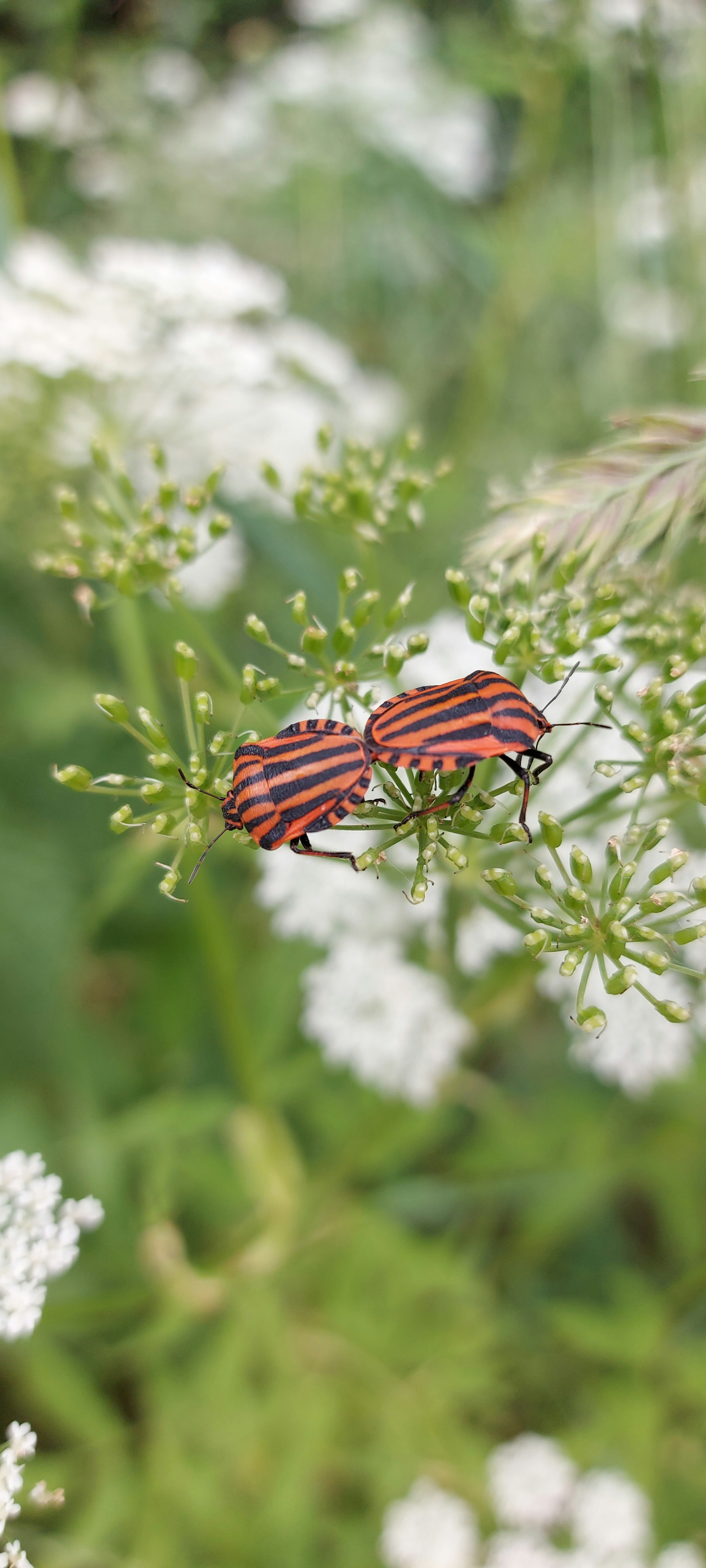 Duet of Firebugs on an Umbel Amid Wildflowers
