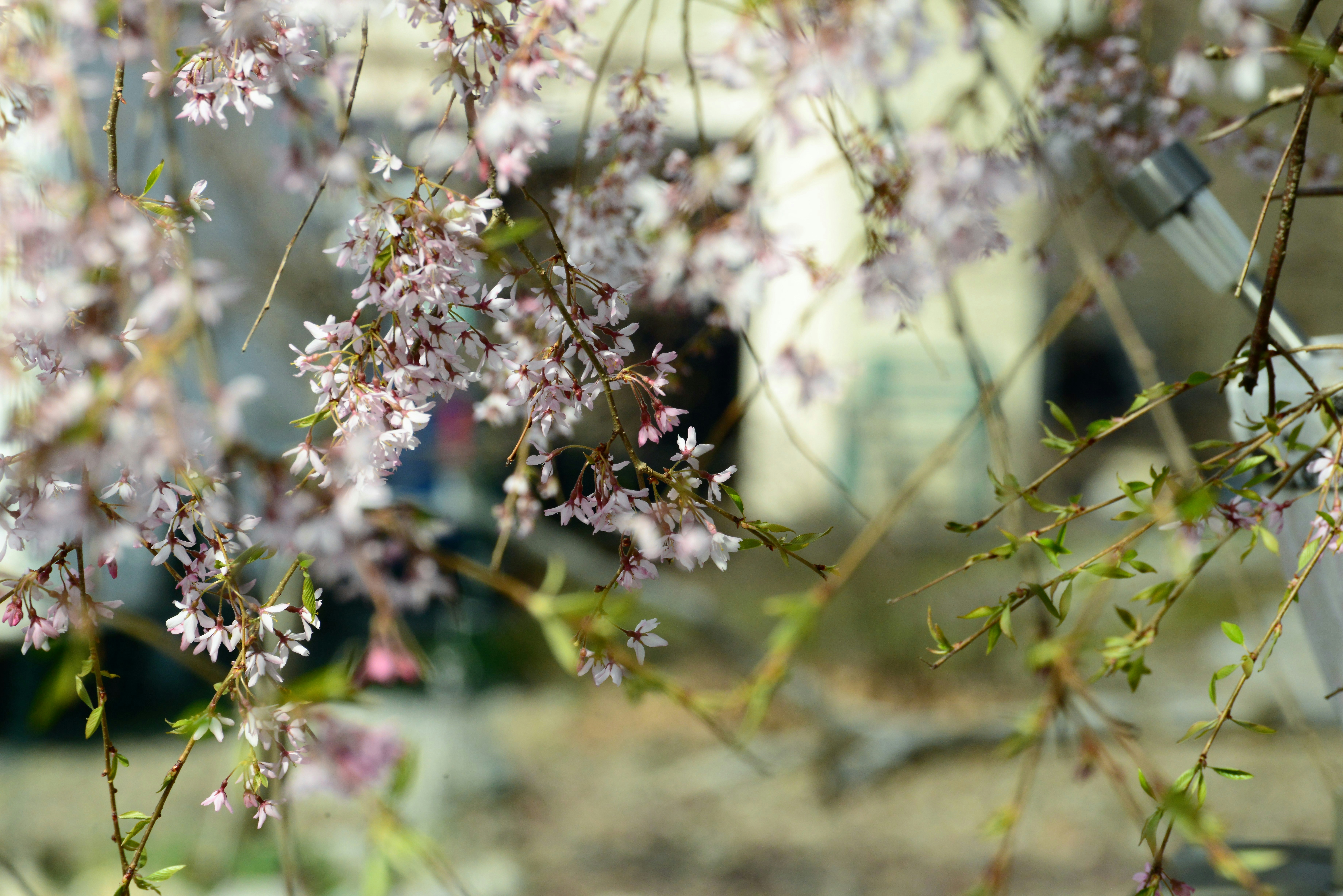 Petals in Focus, Courtyard Blur: A Quiet Bloom
