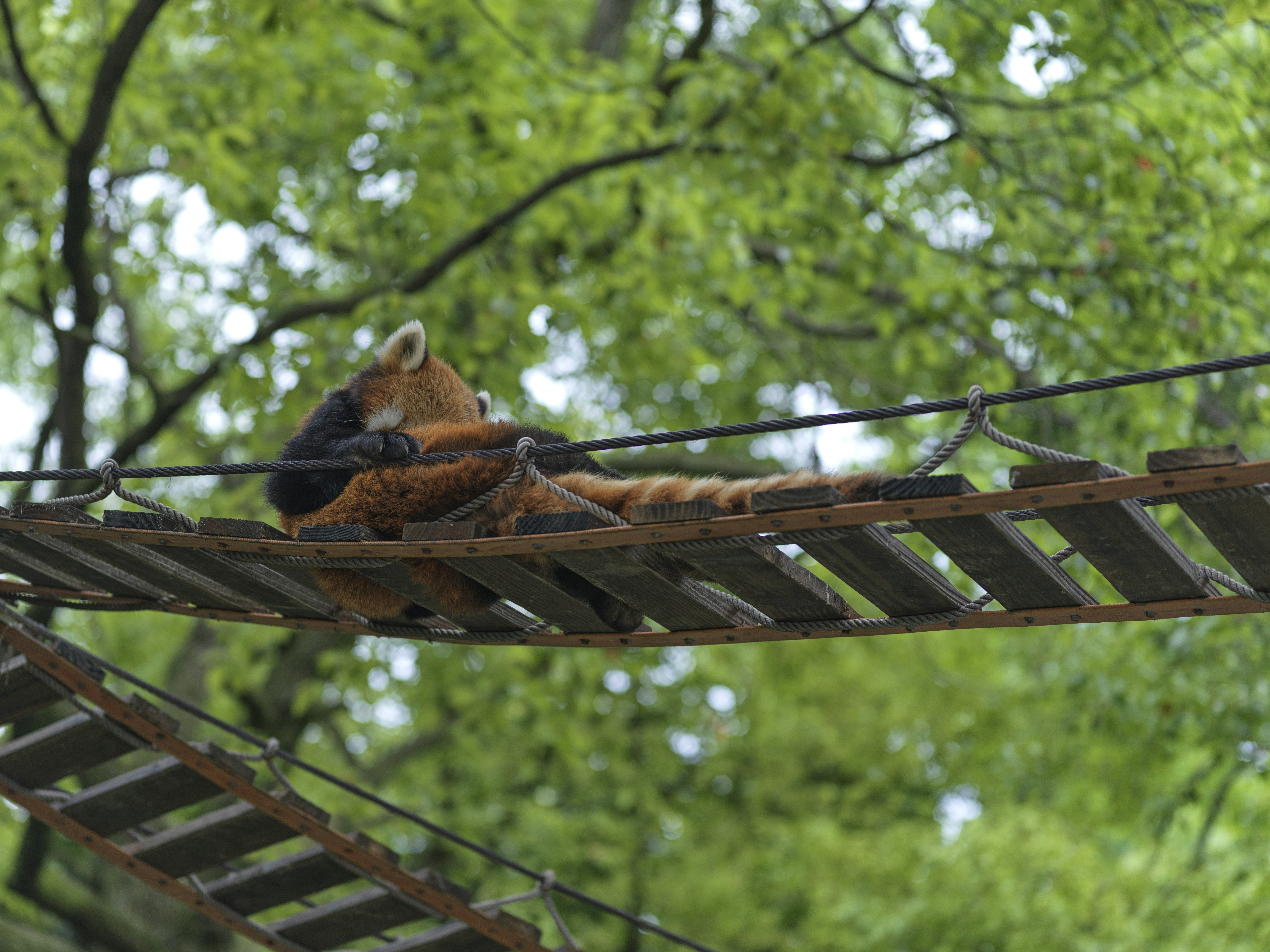 Suspended Serenade: Red Panda Rest on a Forest Bridge