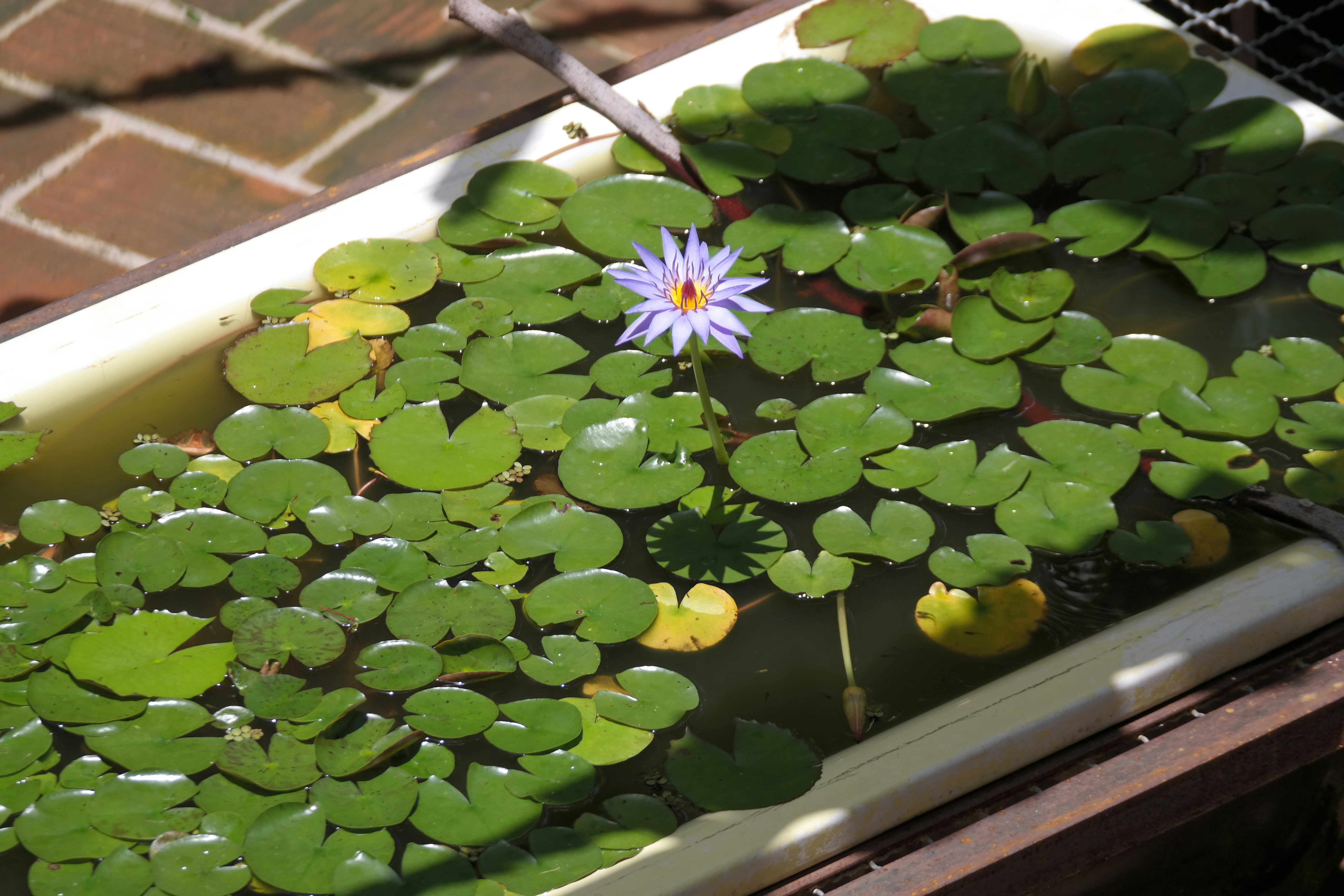 Solitary Lavender Water Lily Crowned by a Green Mosaic