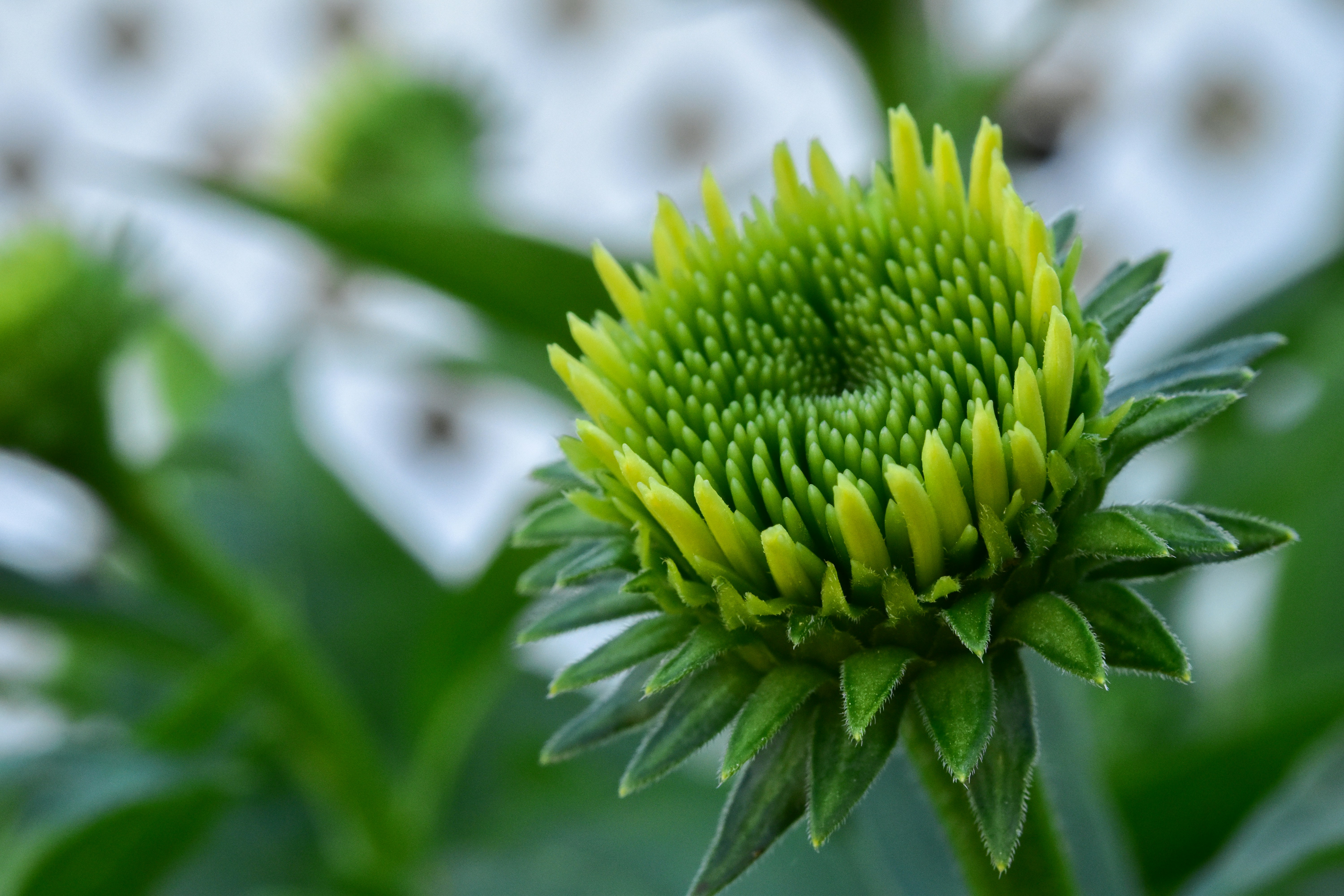 Green flower bud in close up photography photo – Free Coneflower Image ...