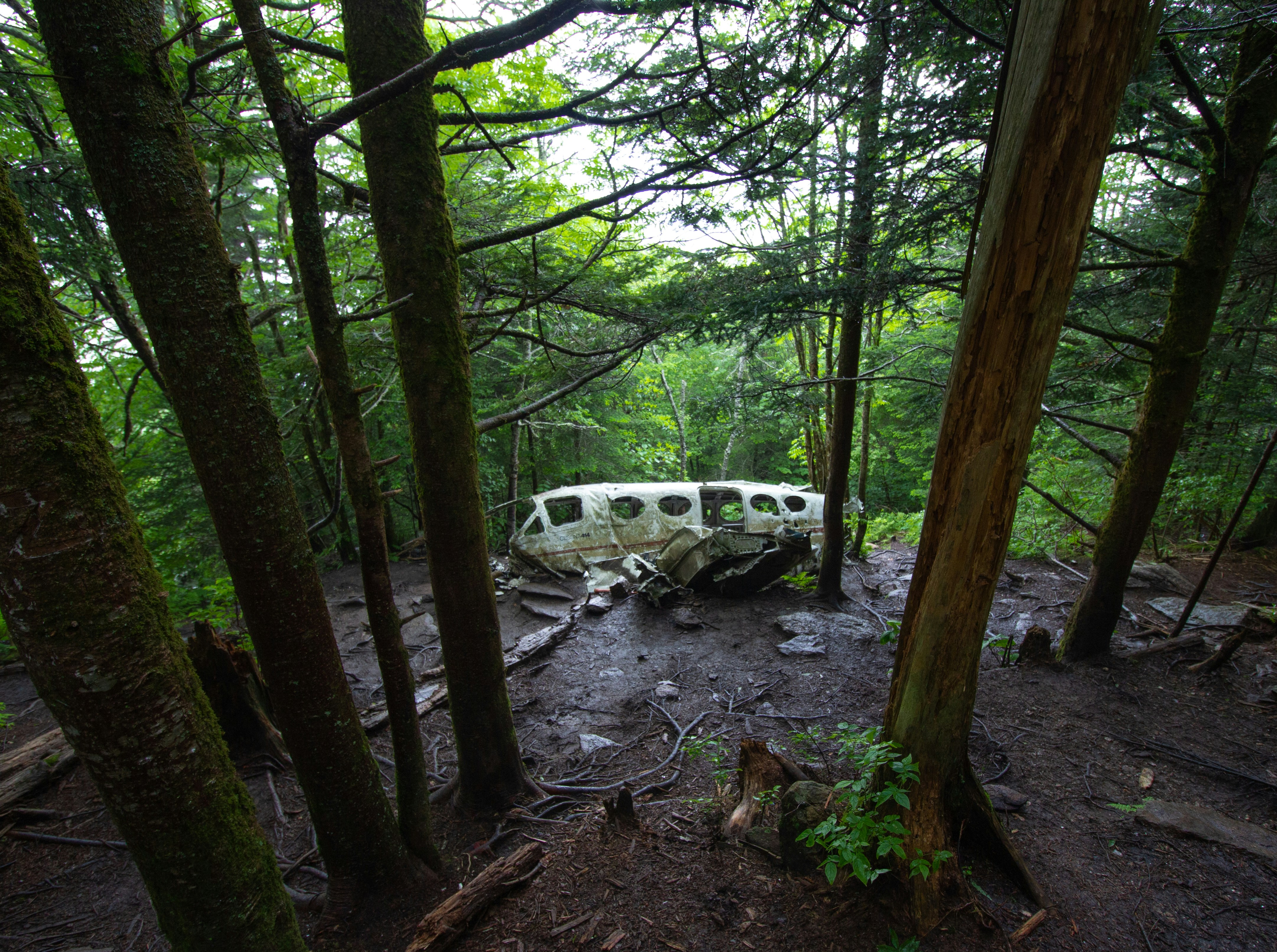White and black bus in forest during daytime photo – Free Blue ridge ...