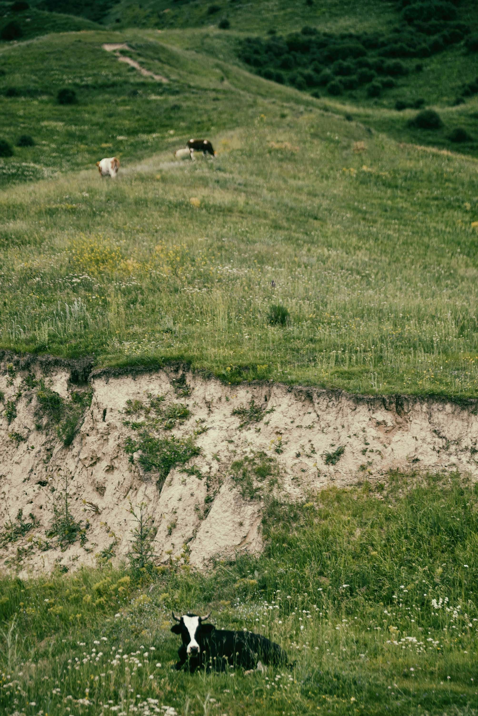 Lone Cow at the Chalk Cliff: Spring Meadow Watch