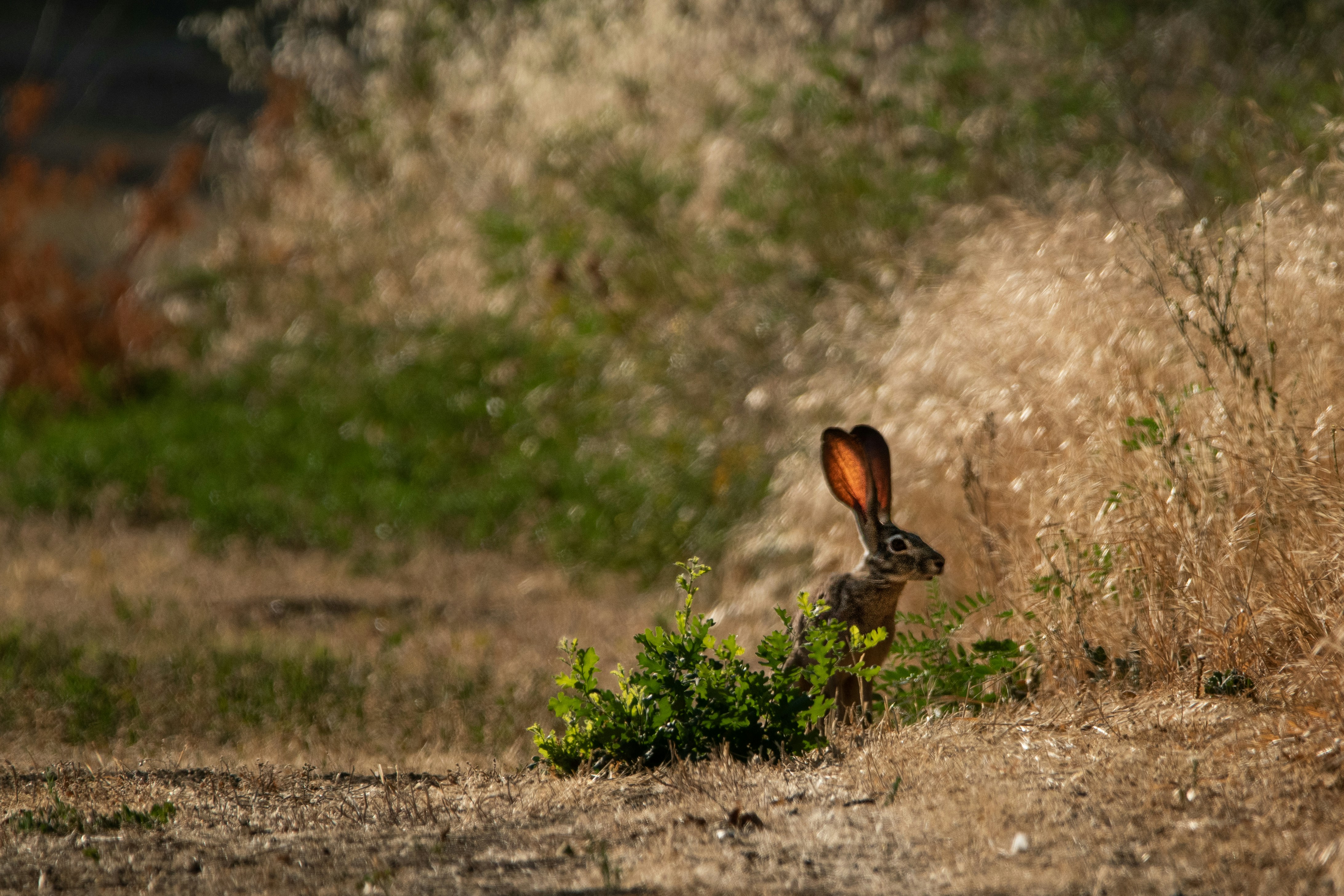 Brown rabbit on brown soil photo – Free Animal Image on Unsplash