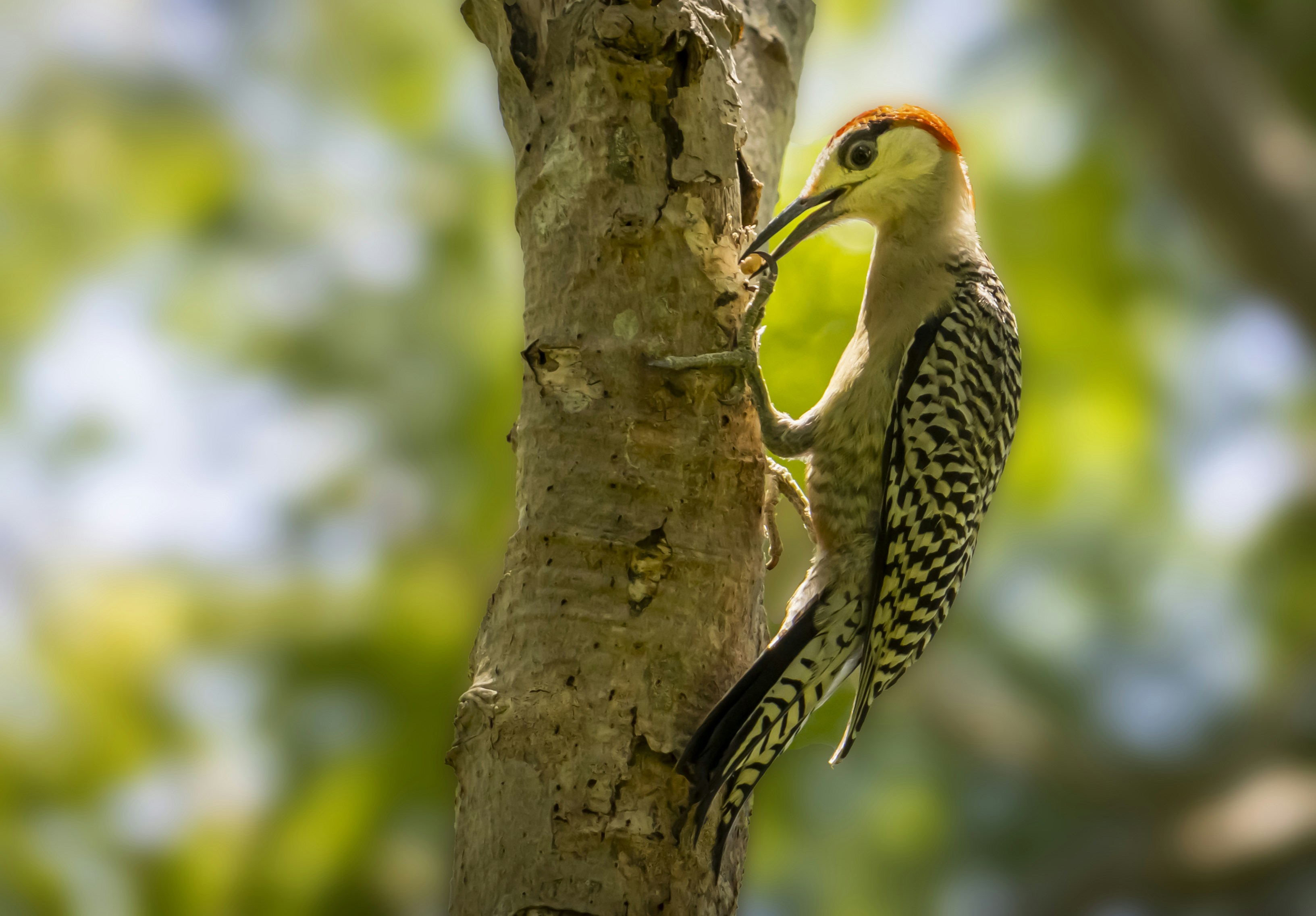 Citrine Crown on a Trunk: A Woodpecker in Morning Light