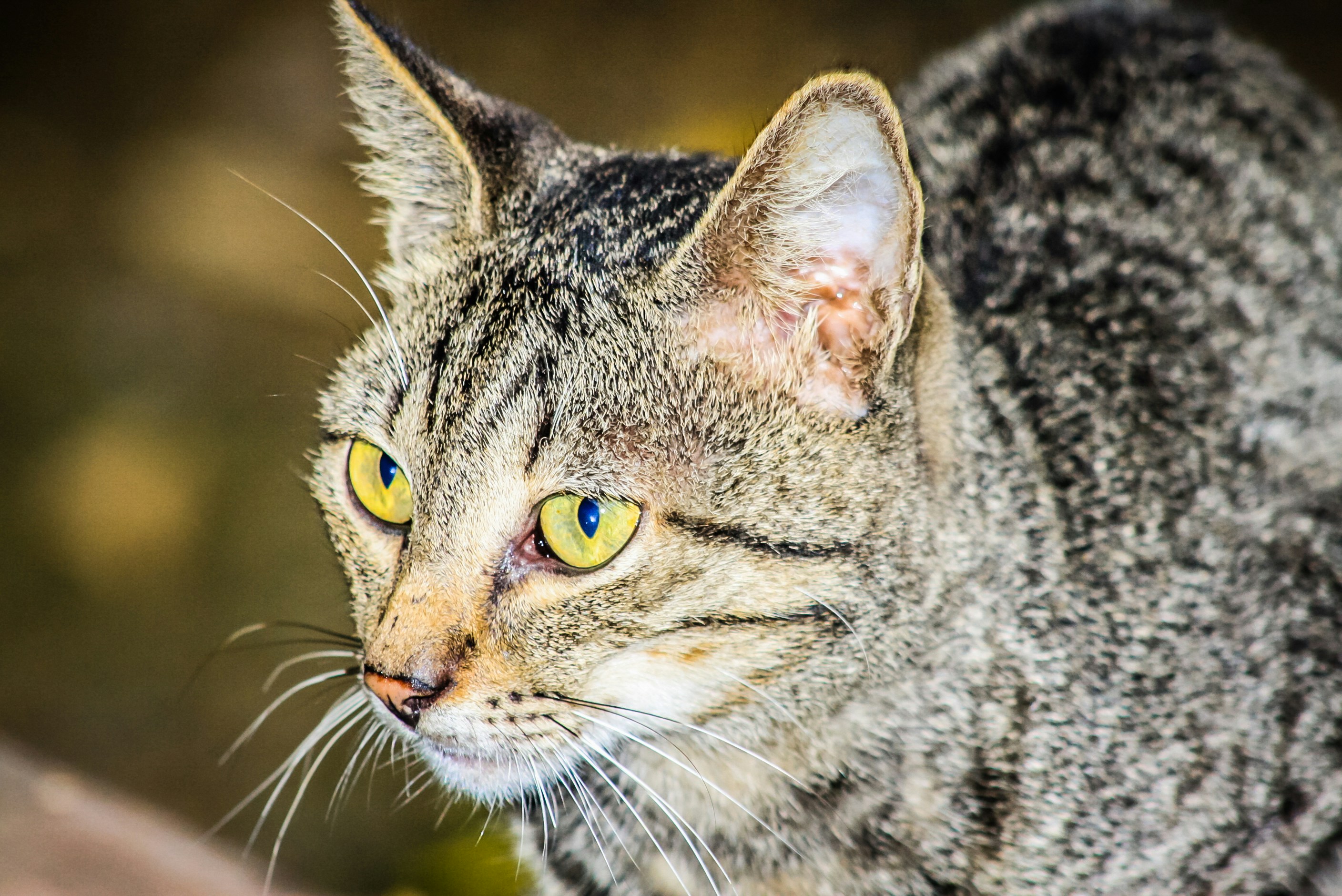 Close-up of a tabby cat with striking yellow eyes, intently observing its surroundings. The focus highlights the cat's detailed fur and alert expression.