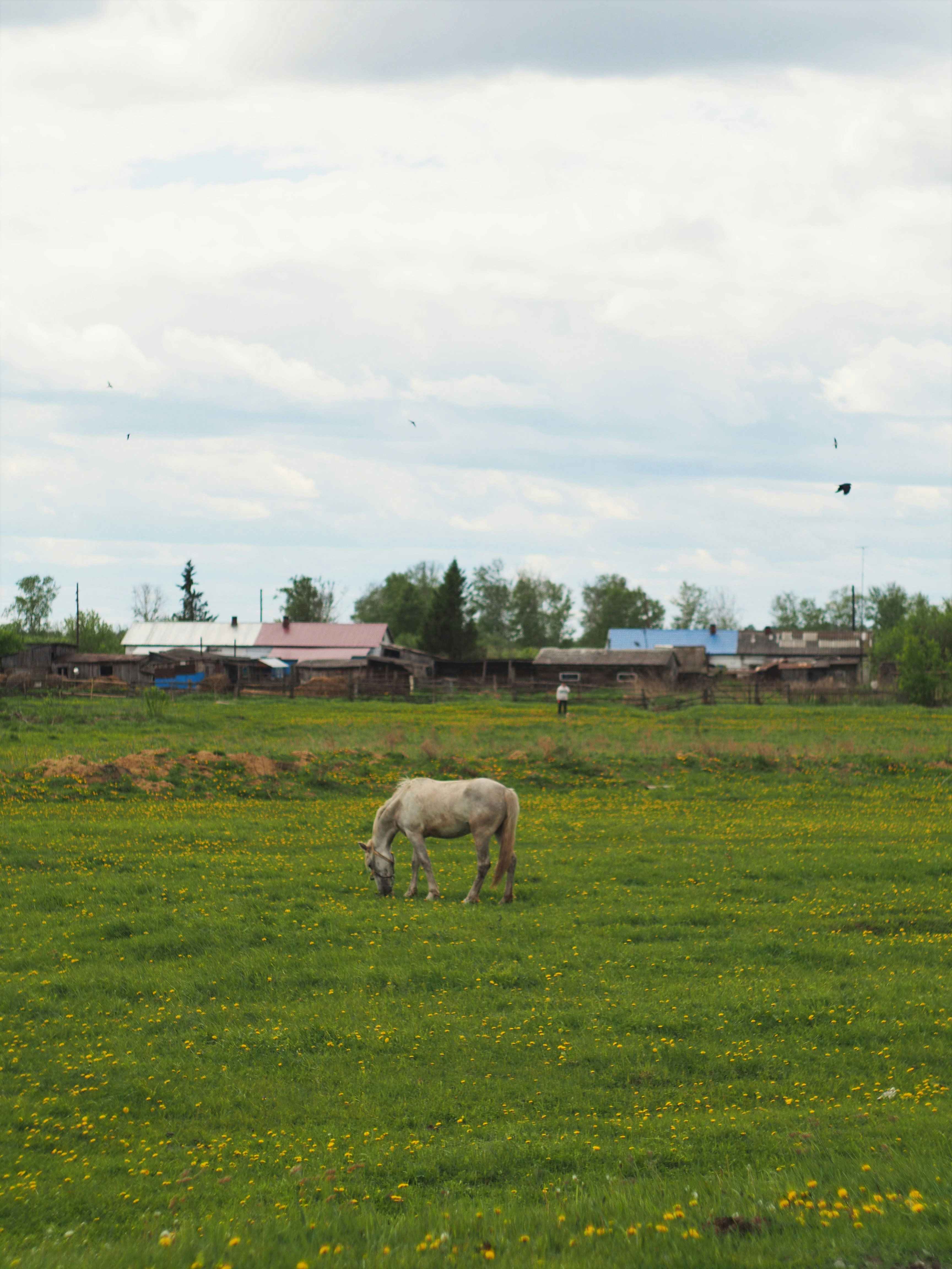 Pasture Muse: A White Mare Grazing Amid a Quiet Village Backdrop