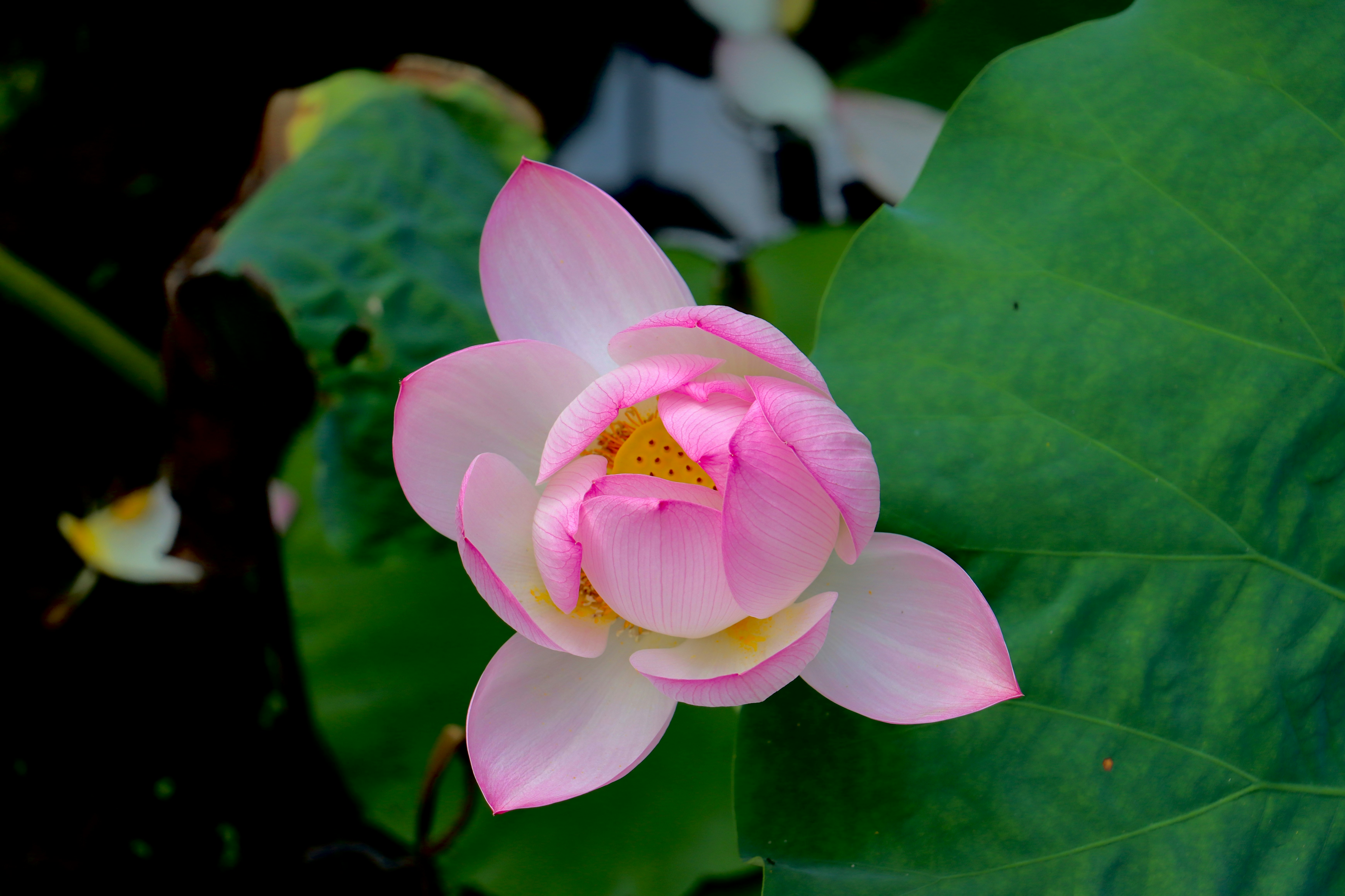 Pink and white flower in tilt shift lens photo – Free Lotus Image on ...