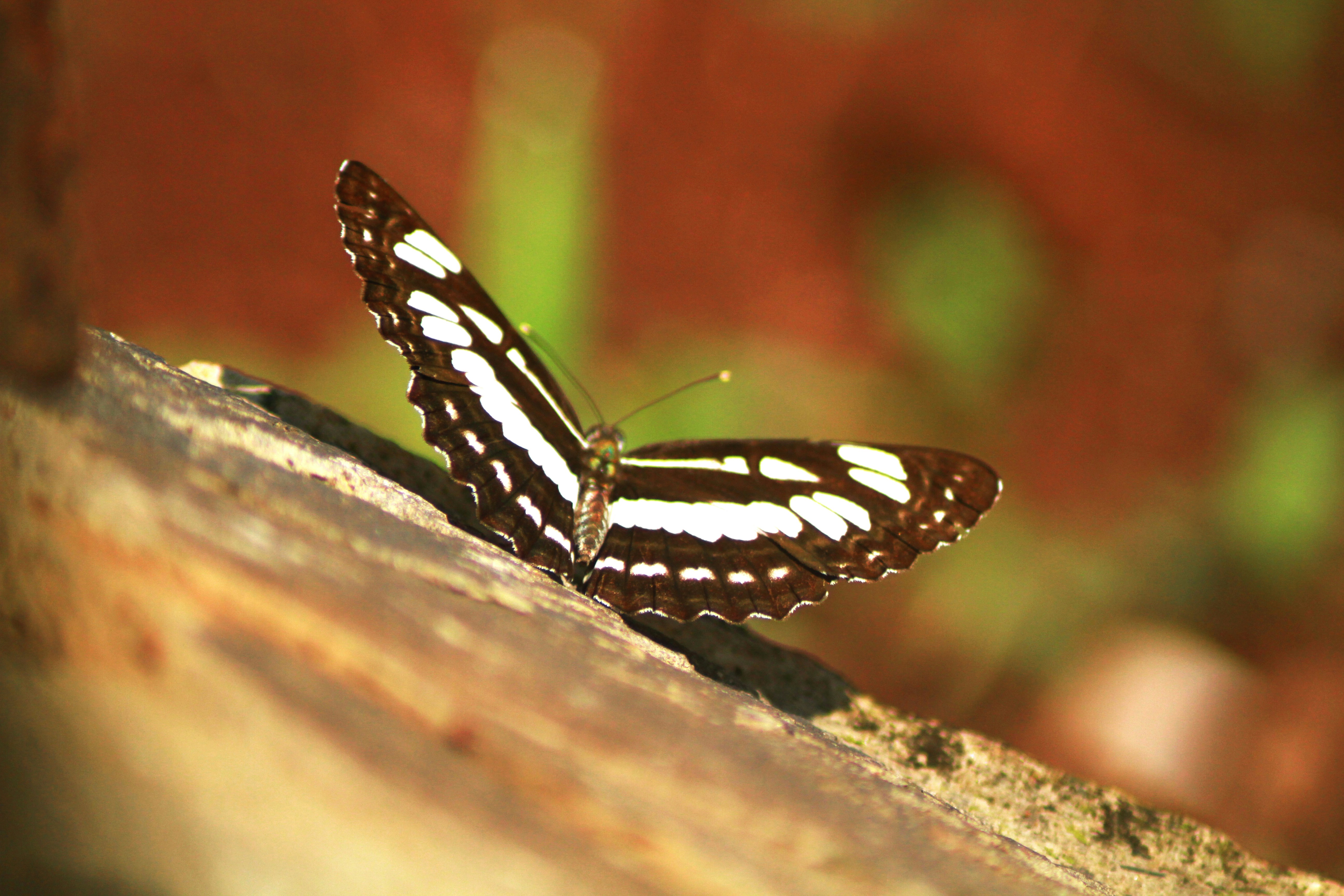 A vibrant butterfly perched delicately on a sunlit log, showcasing its striking black and white wings against a blurred natural backdrop.