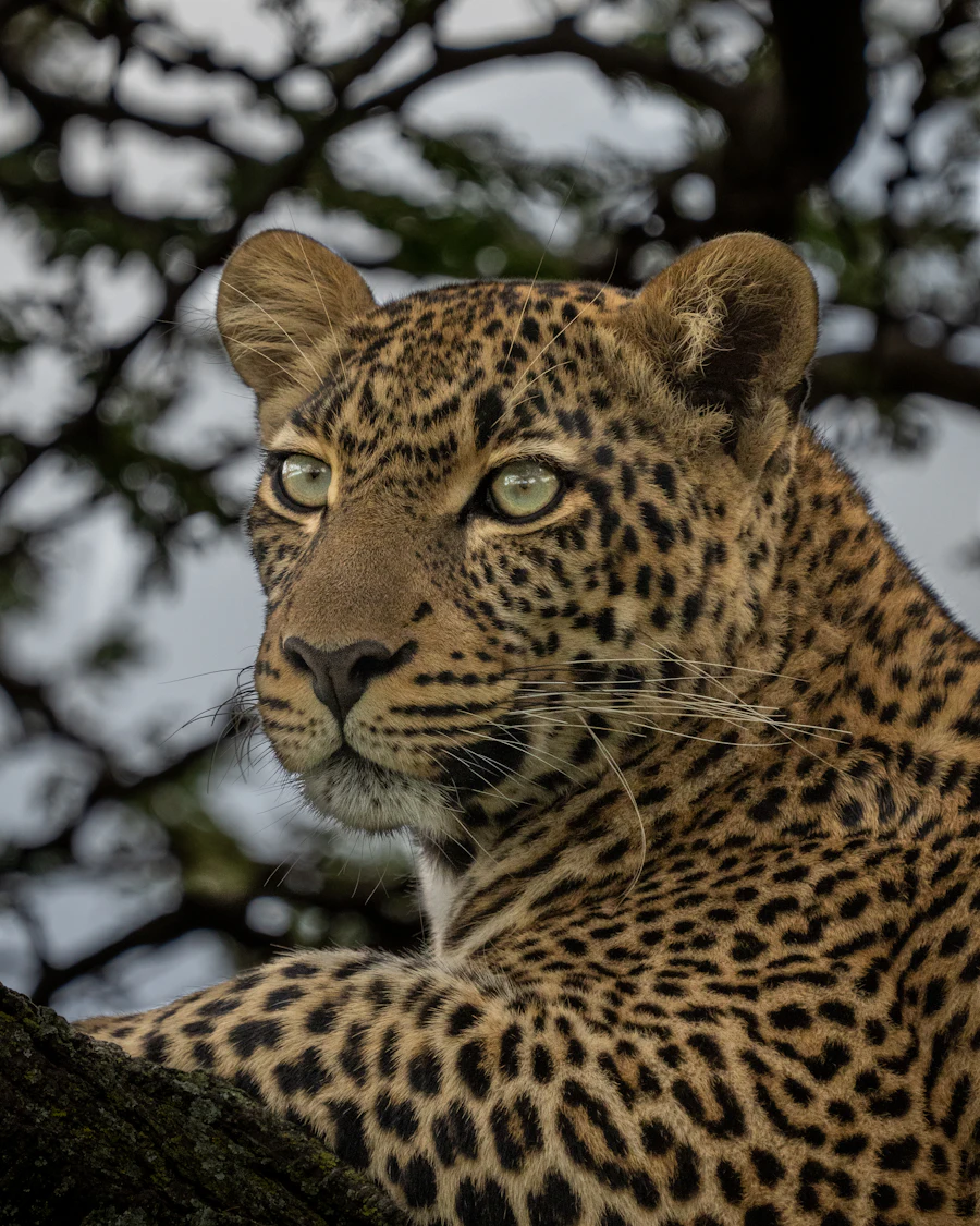 Close-up of a leopard resting on a tree branch, its face turned toward the camera with sharp green eyes and spotted coat against a blurred canopy. 