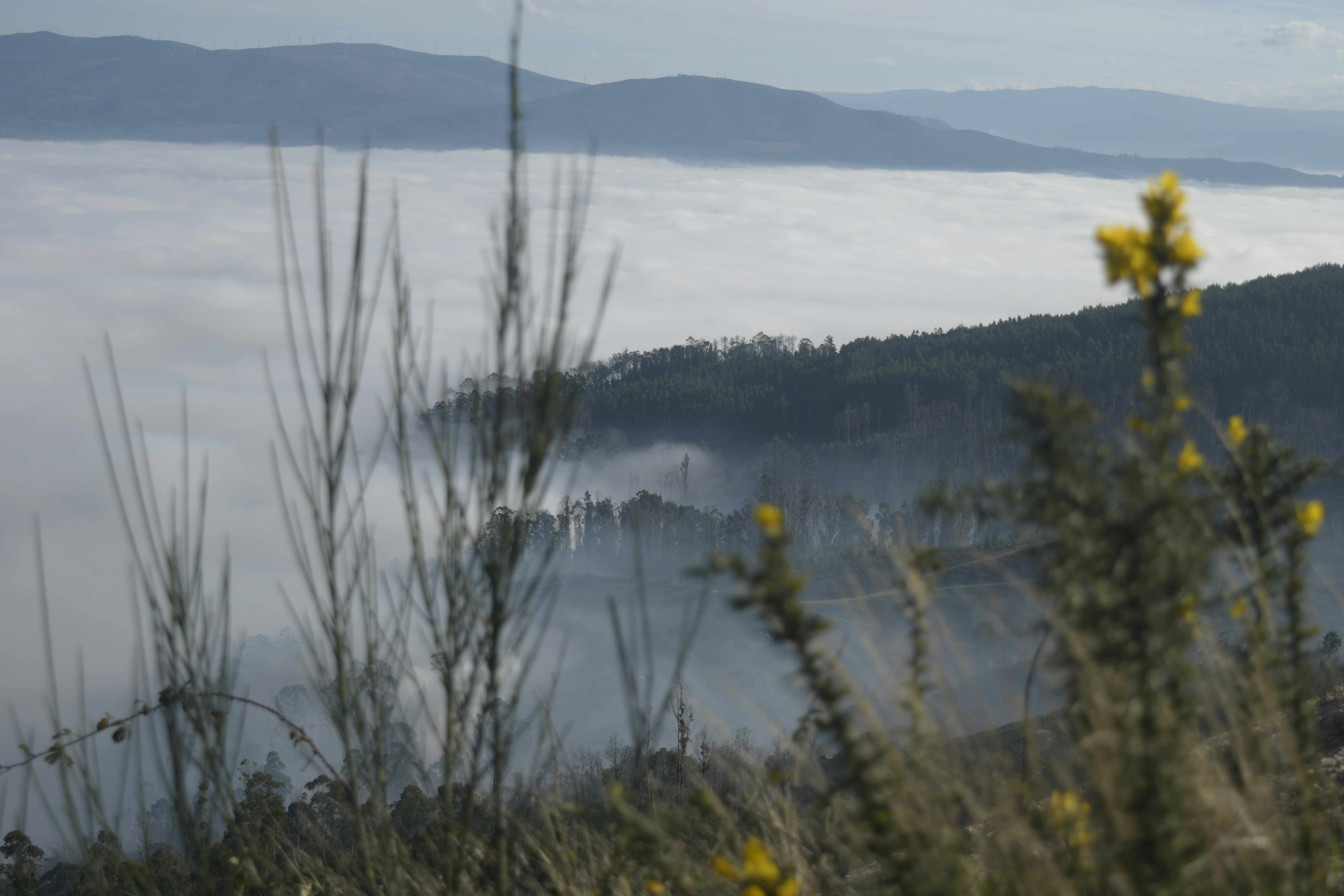 Morning Veil over the Valley: Thistles Guard the Fog