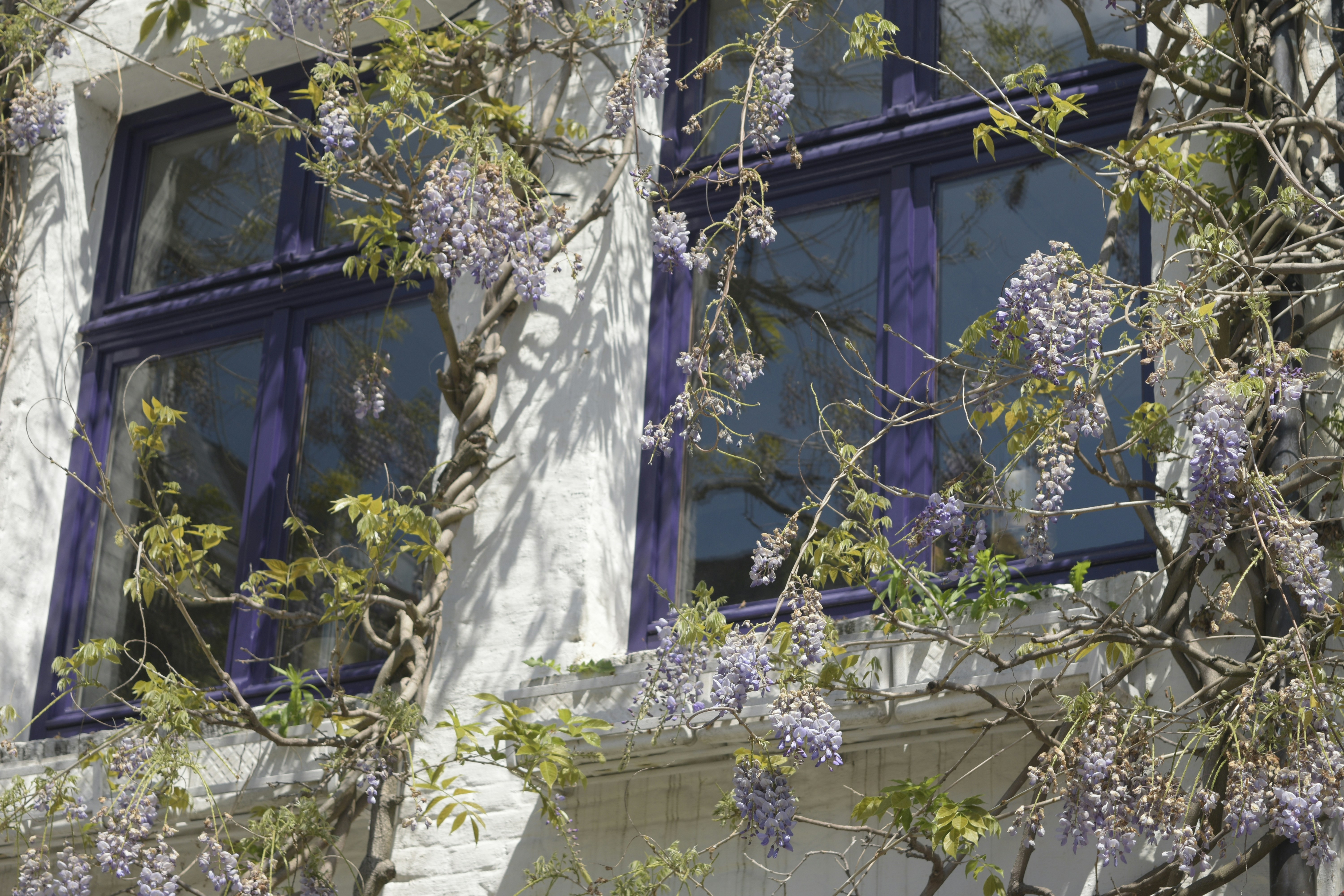 Wisteria Curtains on a Purple-Windowed Facade