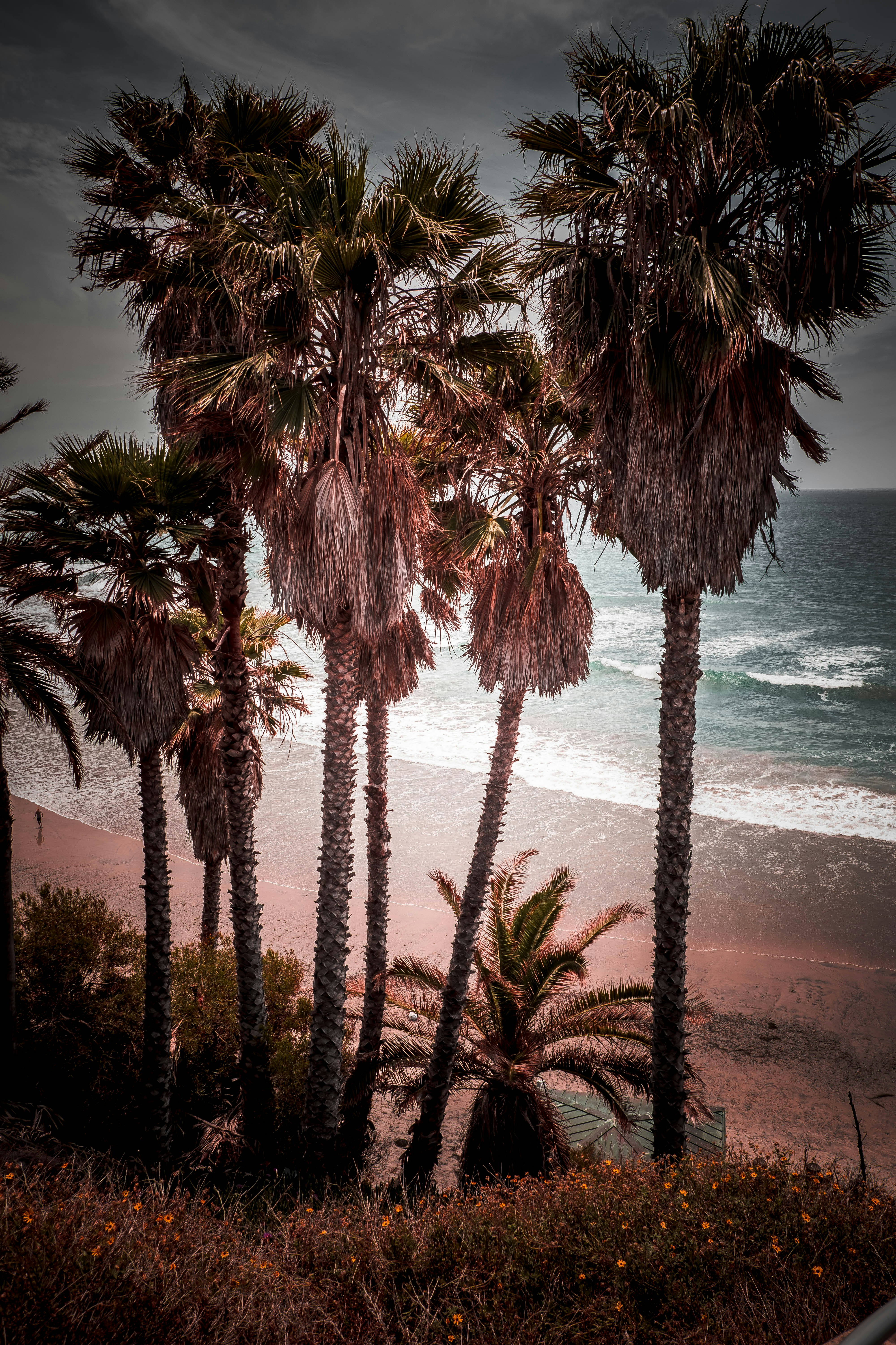 Tide and Tall Palms: A Coastal Silhouette in Dusk Tones