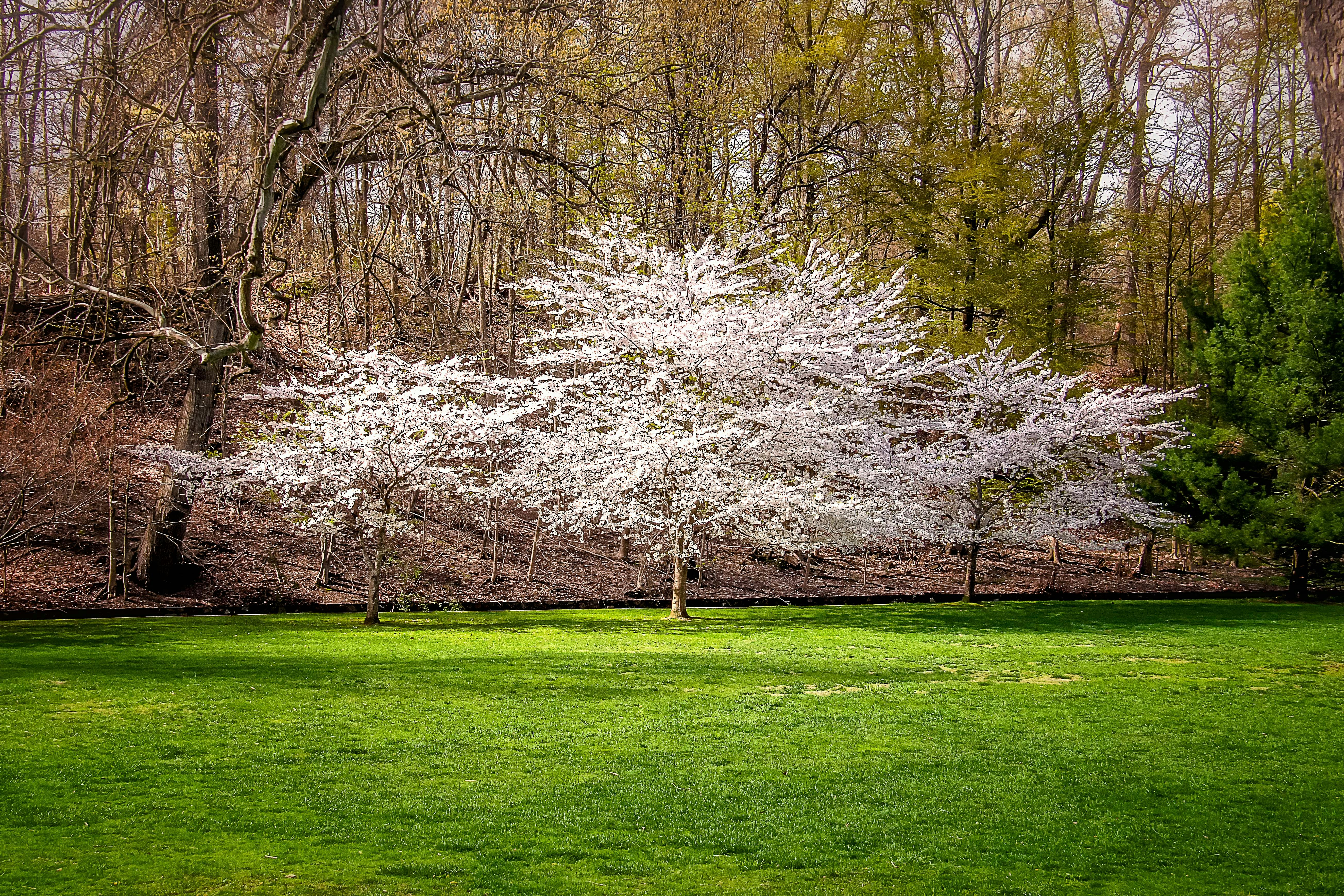 White leaf trees on green grass field during daytime photo – Free ...