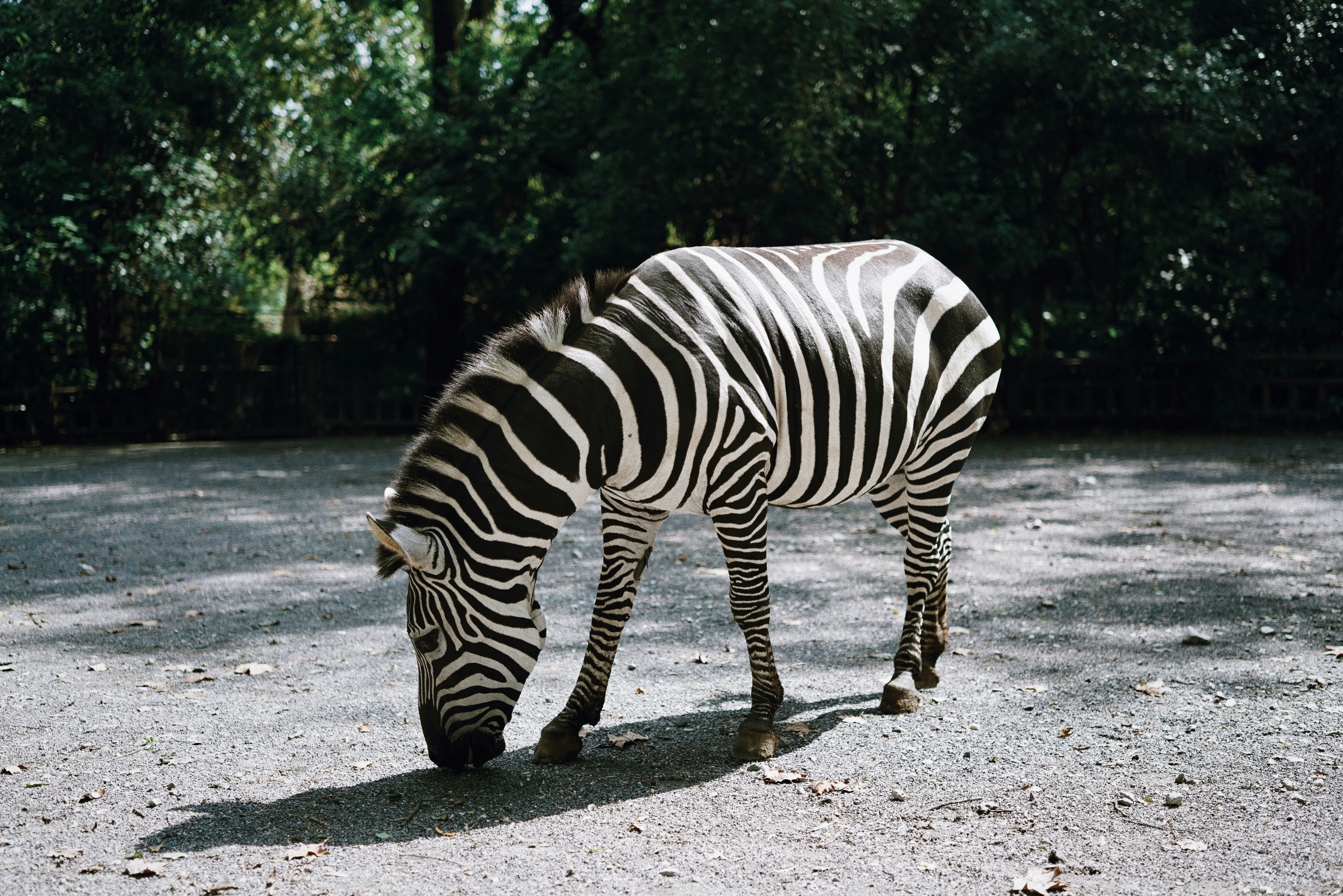 Zebra grazing on a sunlit patch of ground, surrounded by lush greenery. The intricate pattern of its stripes stands out against the natural backdrop.