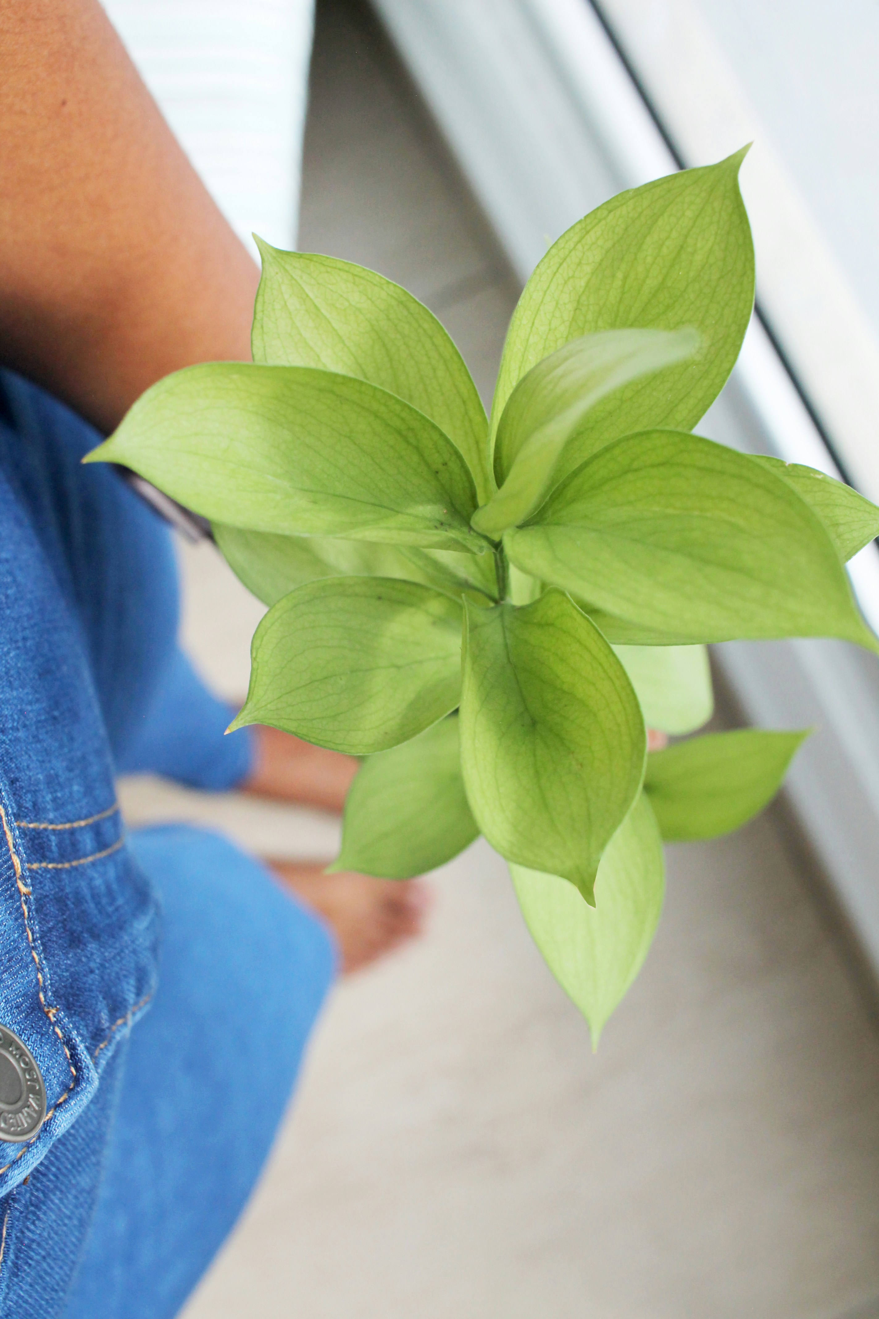 Window-side Verdant Whorls in Gentle Indoor Light