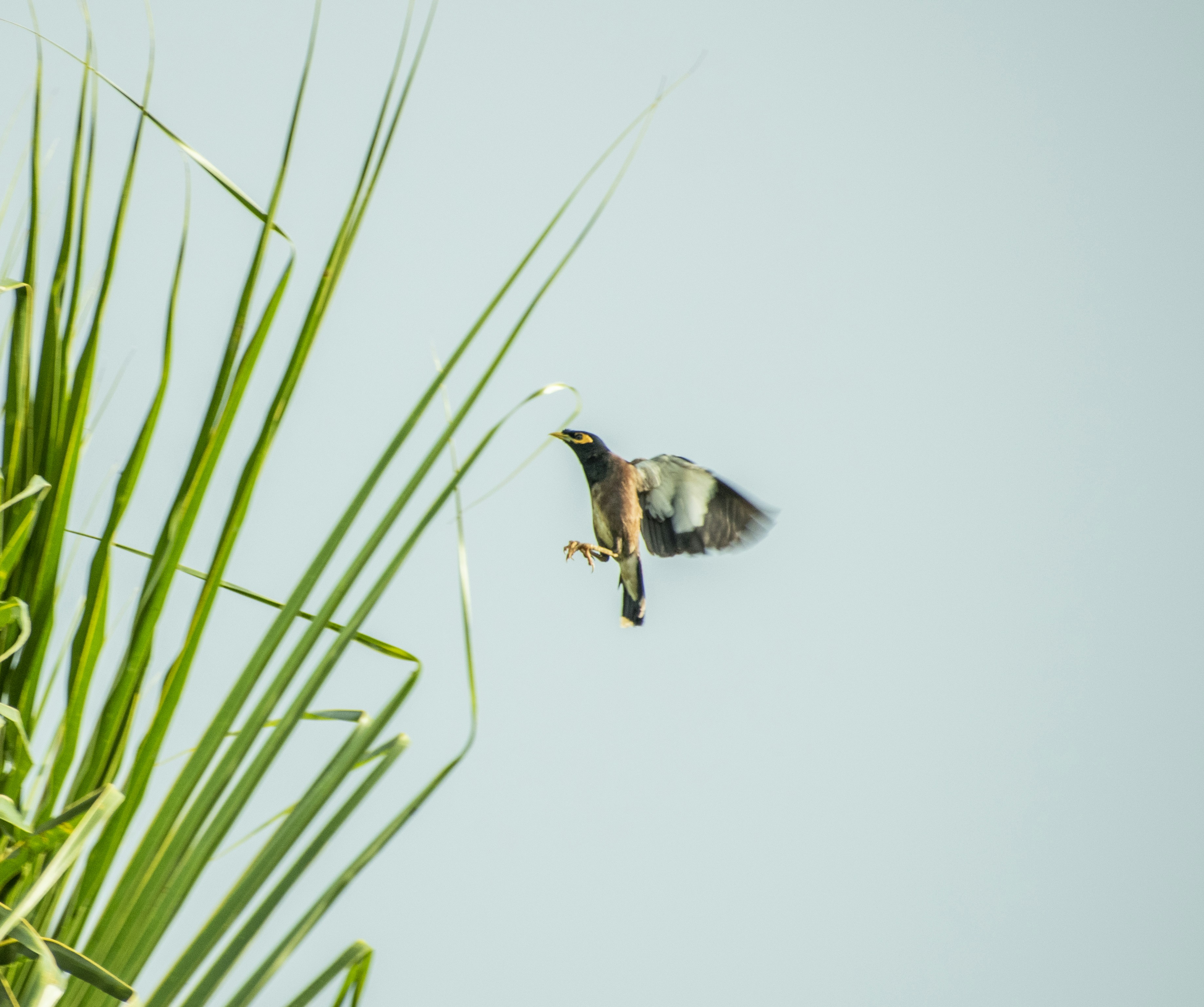 Hovering Hummingbird: Aerial Moment Along the Reed Edge