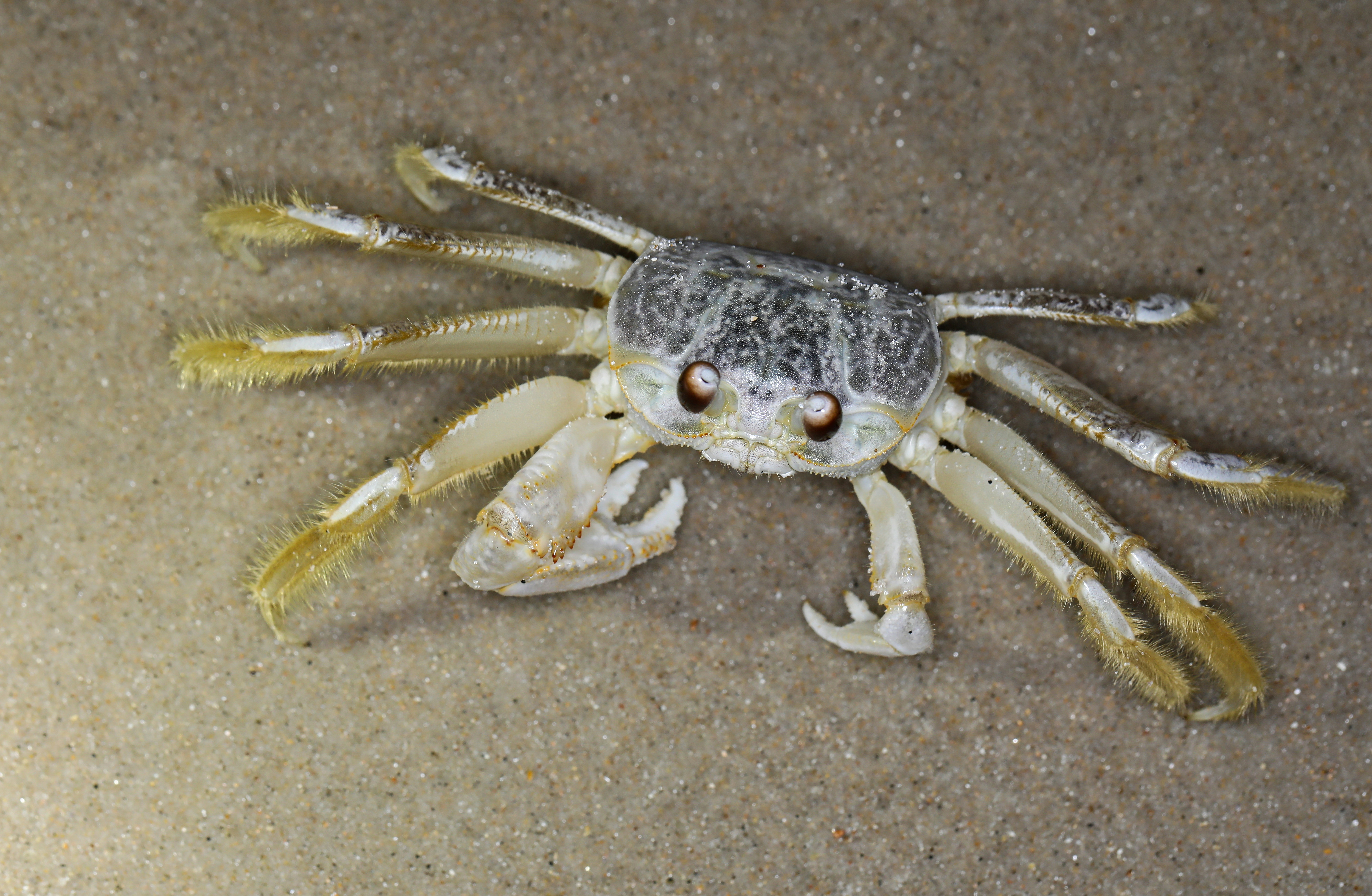a close up of a crab on a beach