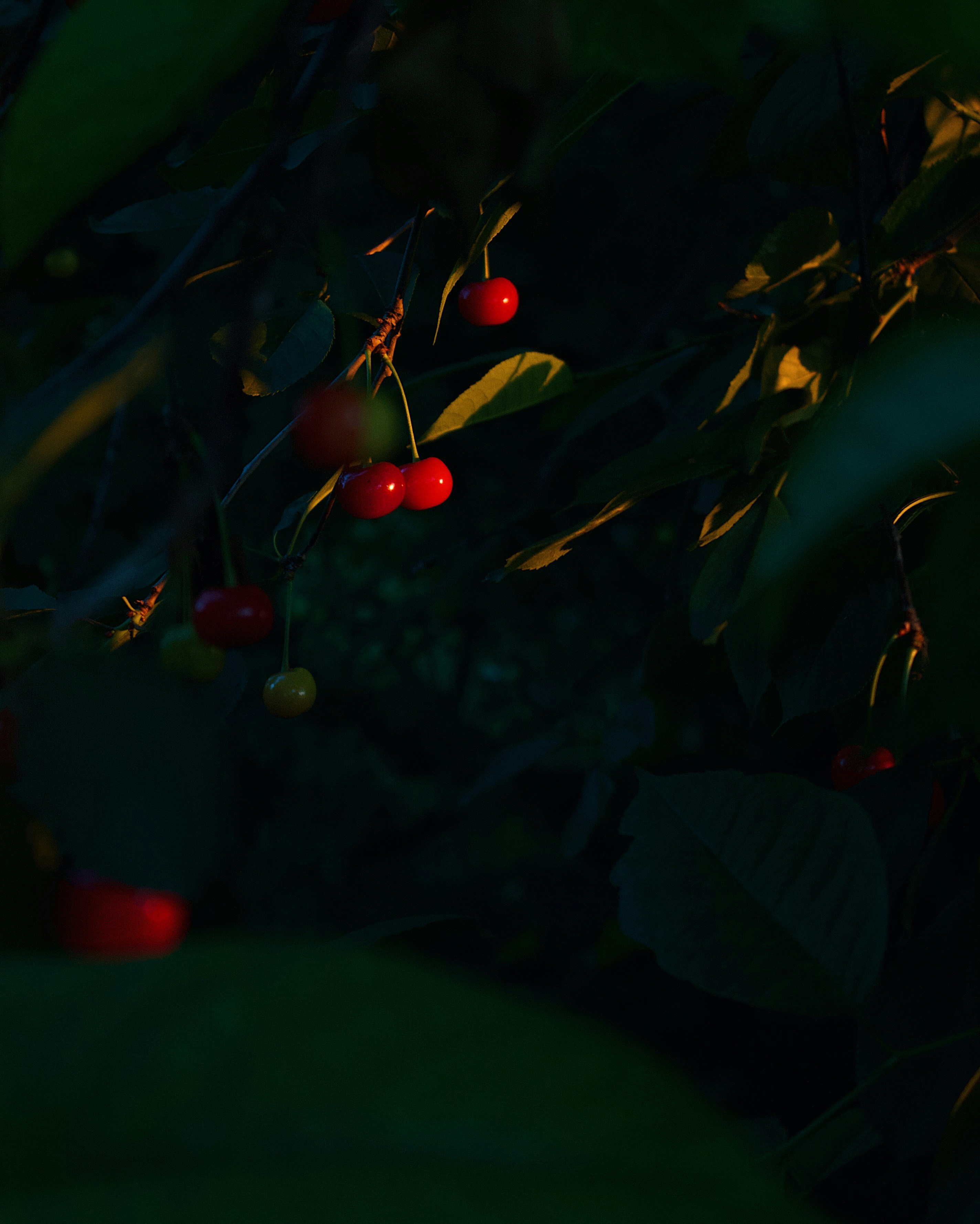 Cherries in Dim Light: A Quiet Orchard Moment