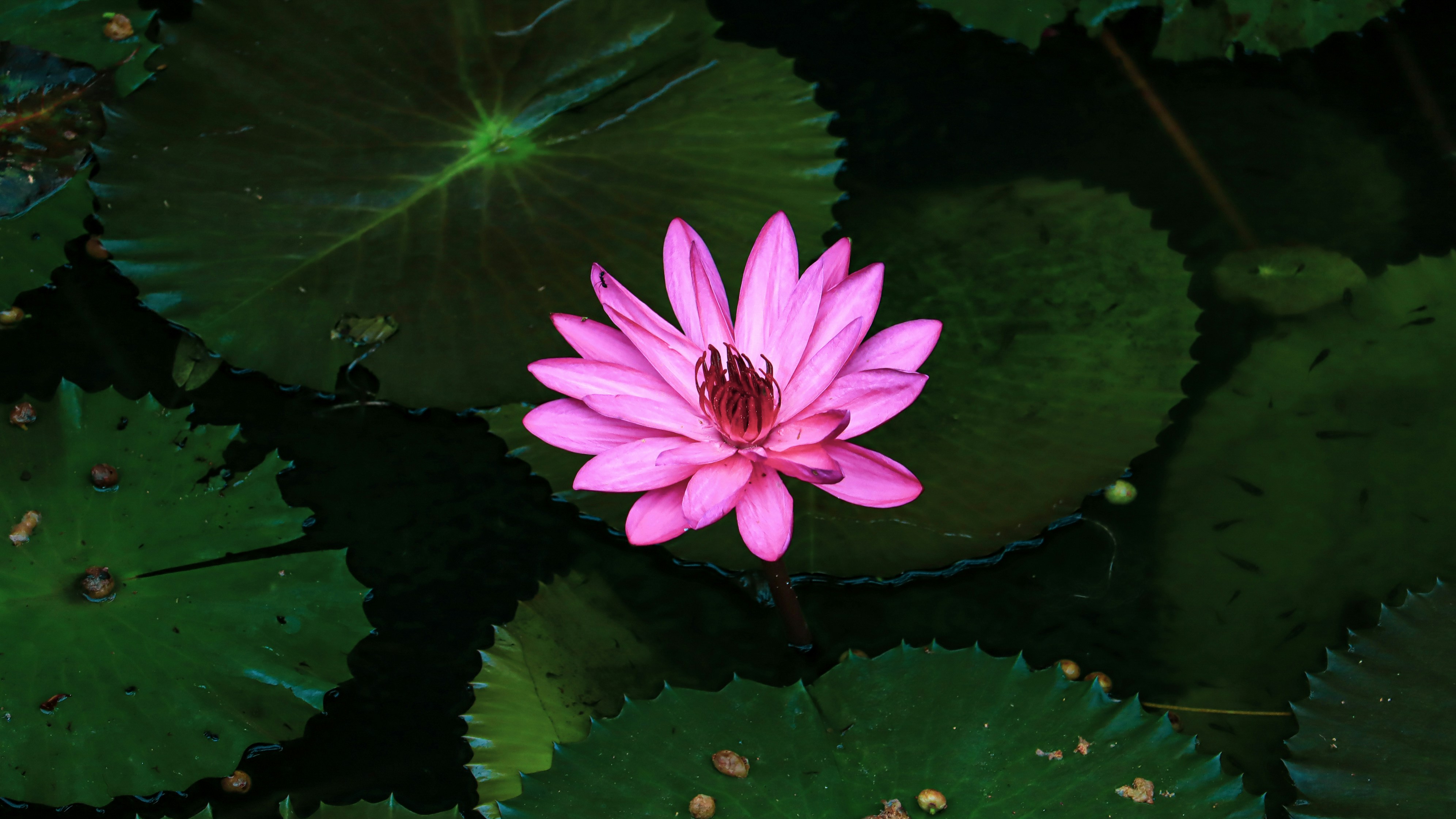pink flower on water during daytime