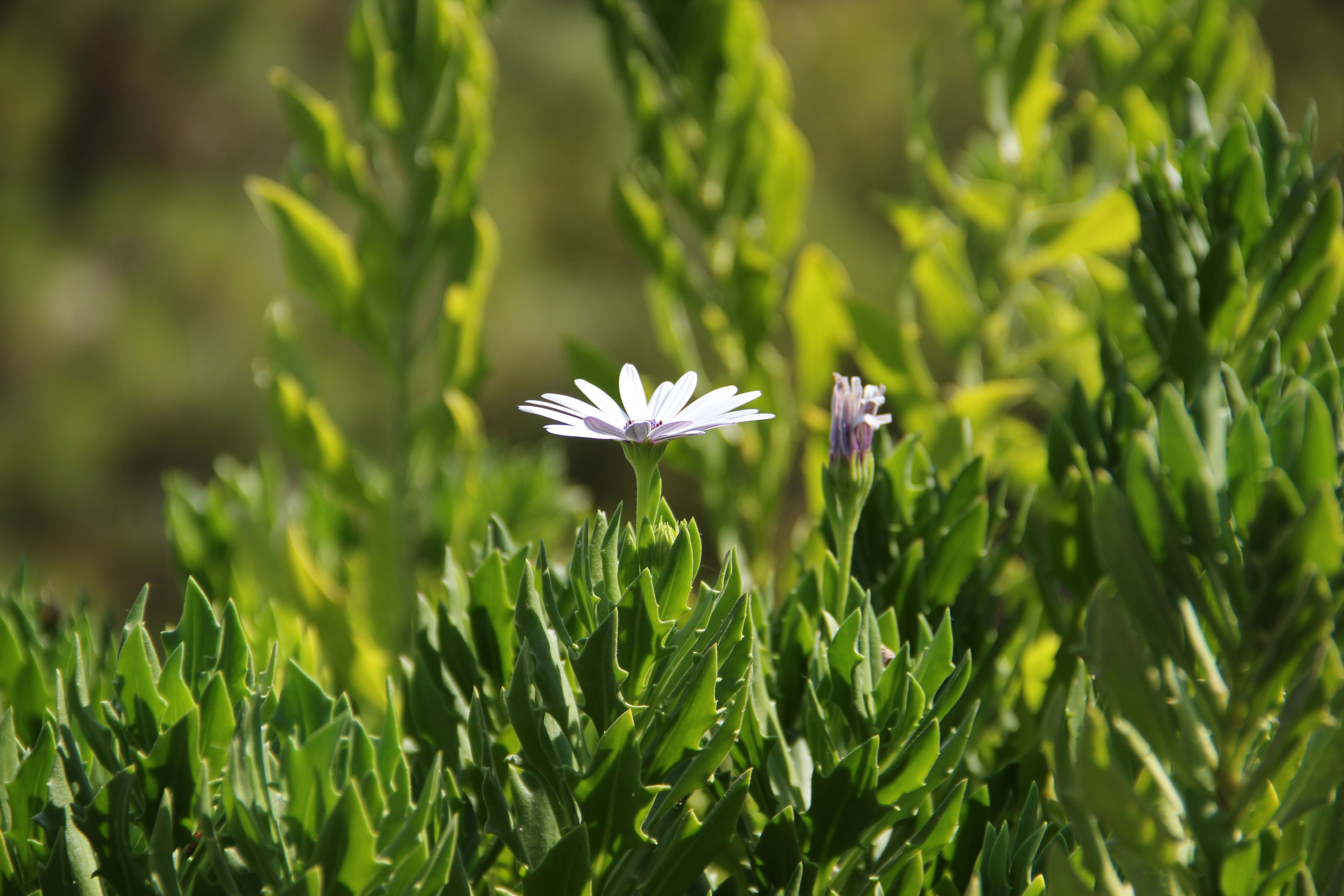 Solo White Daisy Above a Sea of Green
