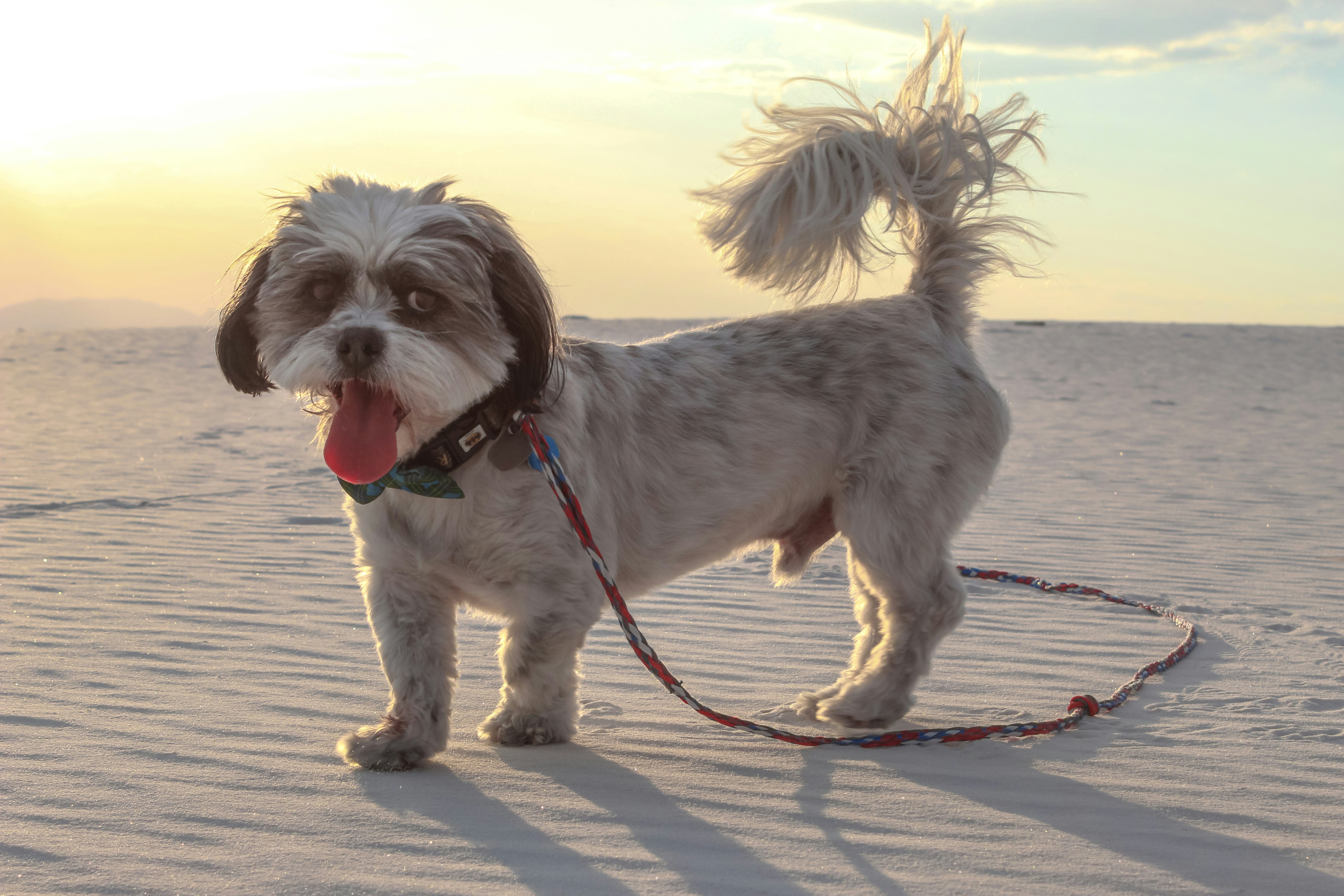 Sunlit Shiba: A Brave Tail on Desert Dunes