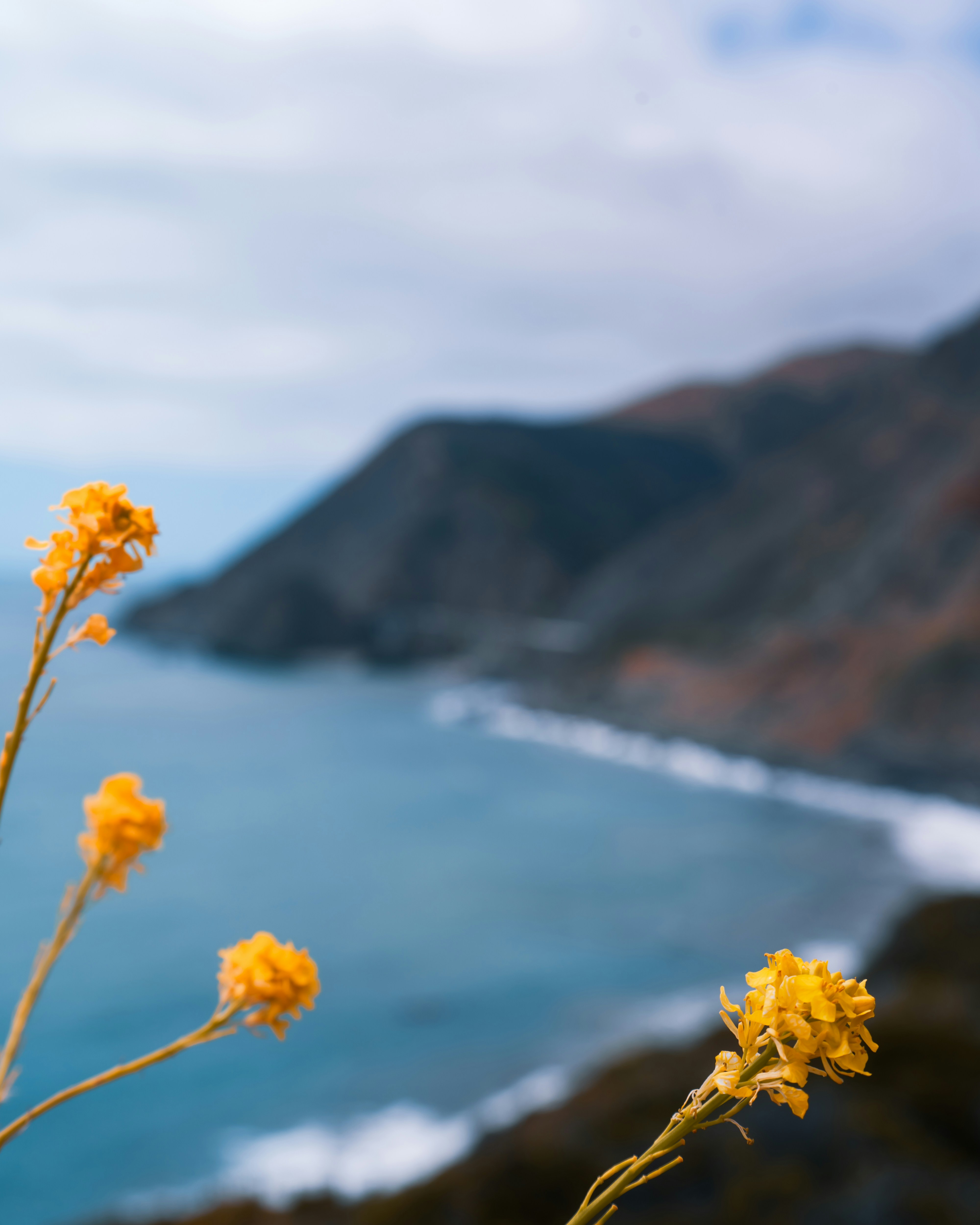 Orange blooms in the foreground frame a distant blue cove