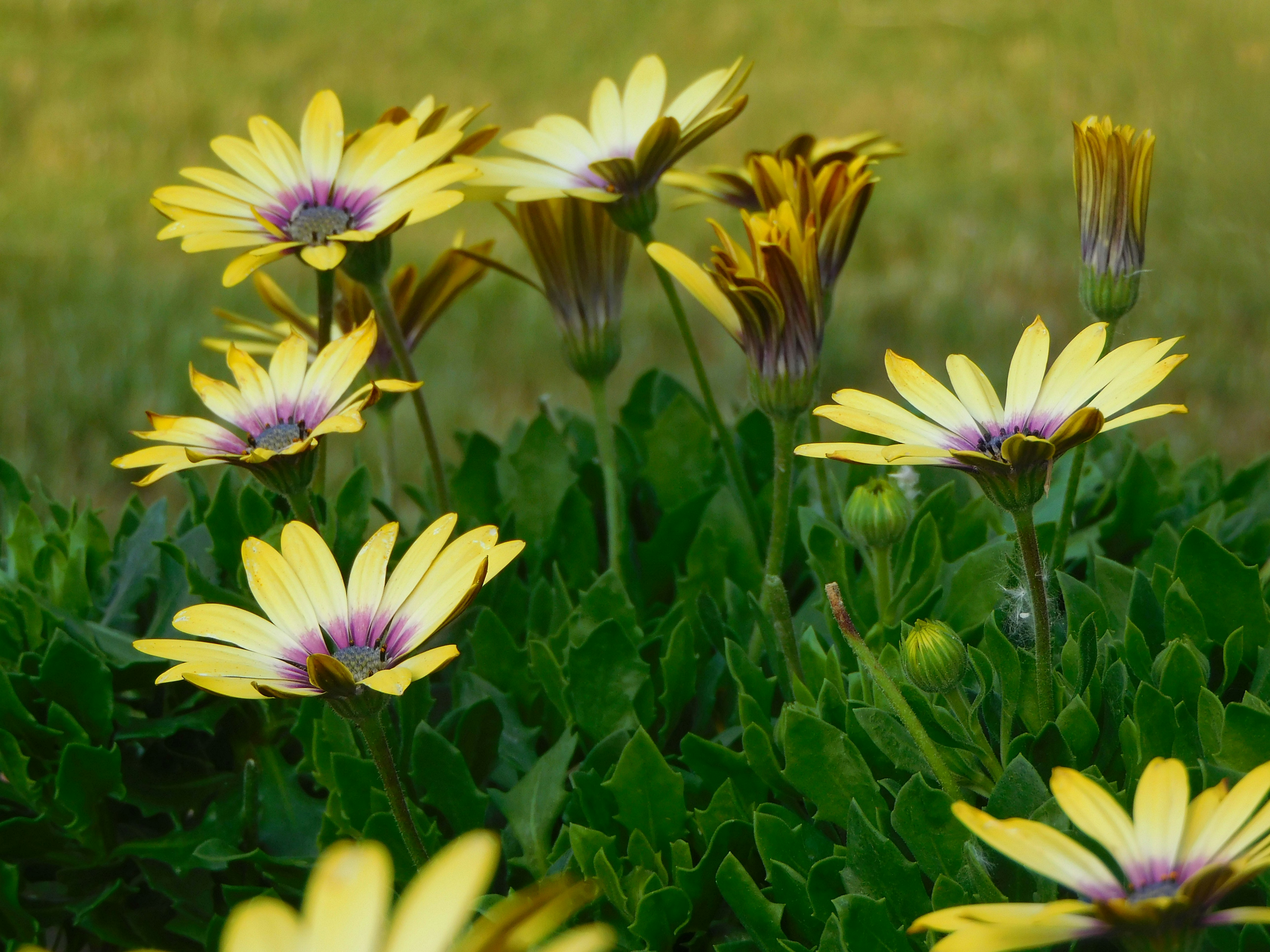 Close-up of yellow daisies with purple centers in a sunlit garden, surrounded by lush green leaves.