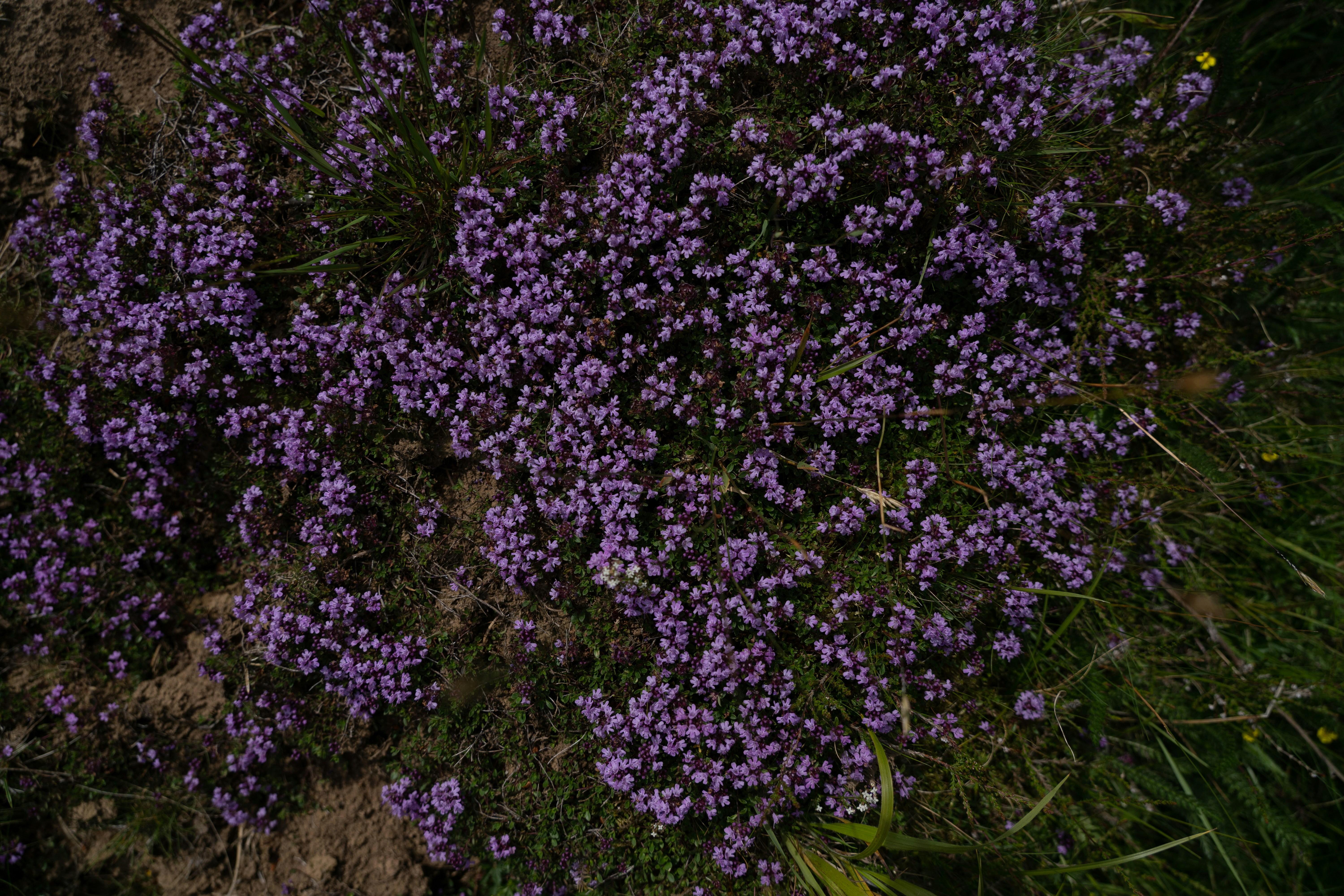 A vibrant patch of purple flowers blankets the ground, surrounded by lush green grass, showcasing the beauty of nature's tapestry.