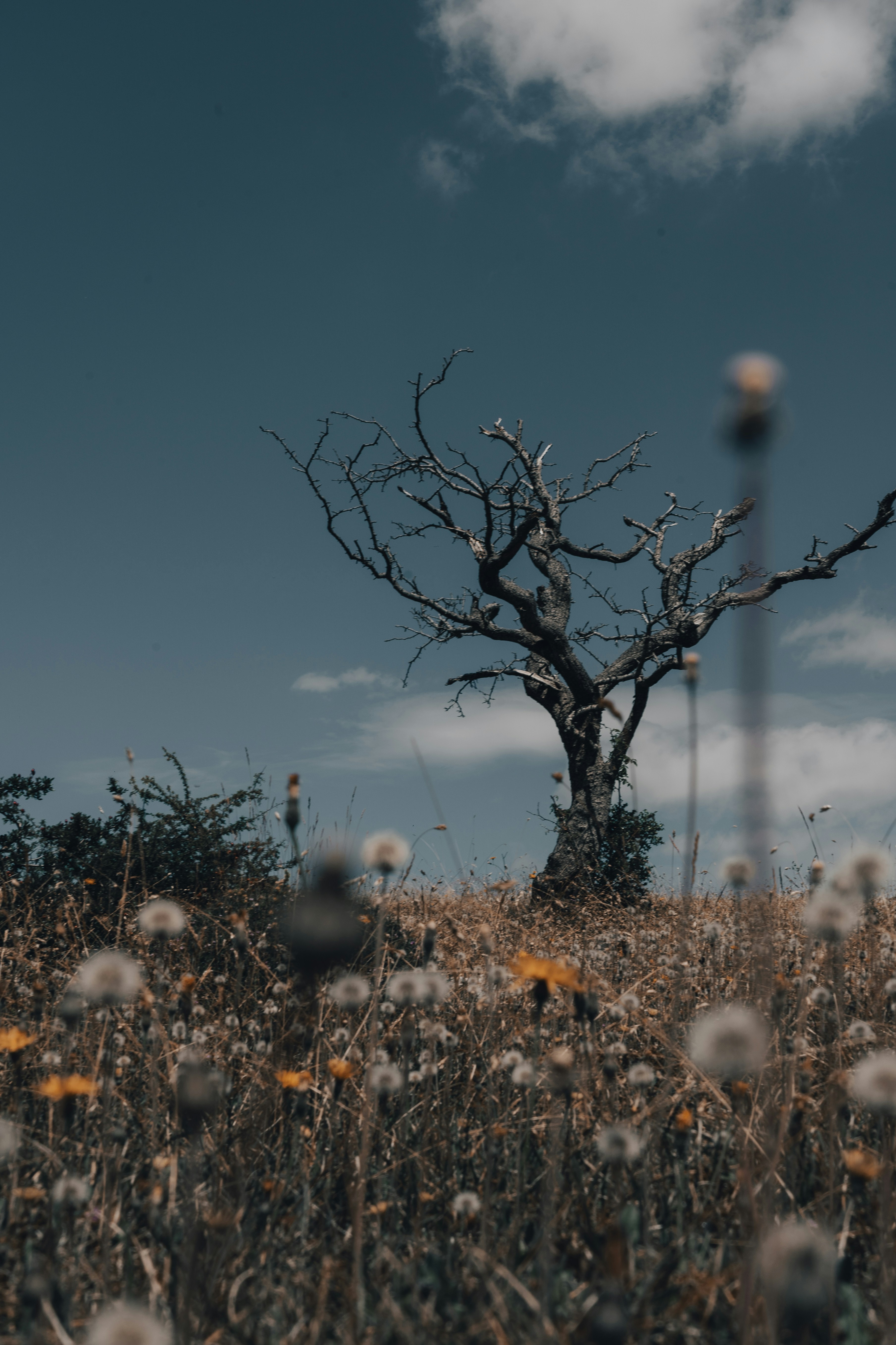 brown leafless tree during daytime