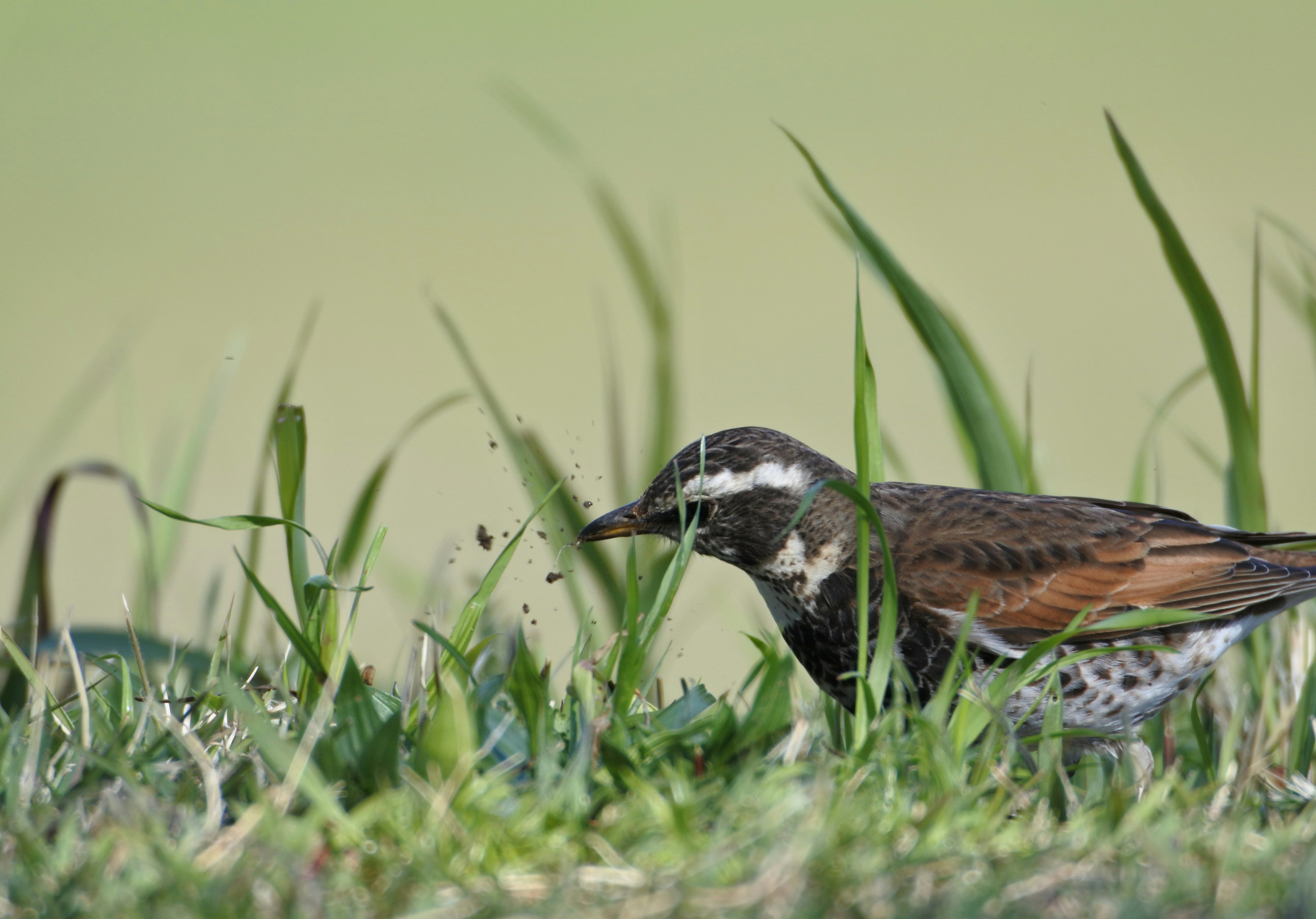 A thrush foraging in a grassy field, captured in a moment of concentration as it sifts through the blades of grass for food.