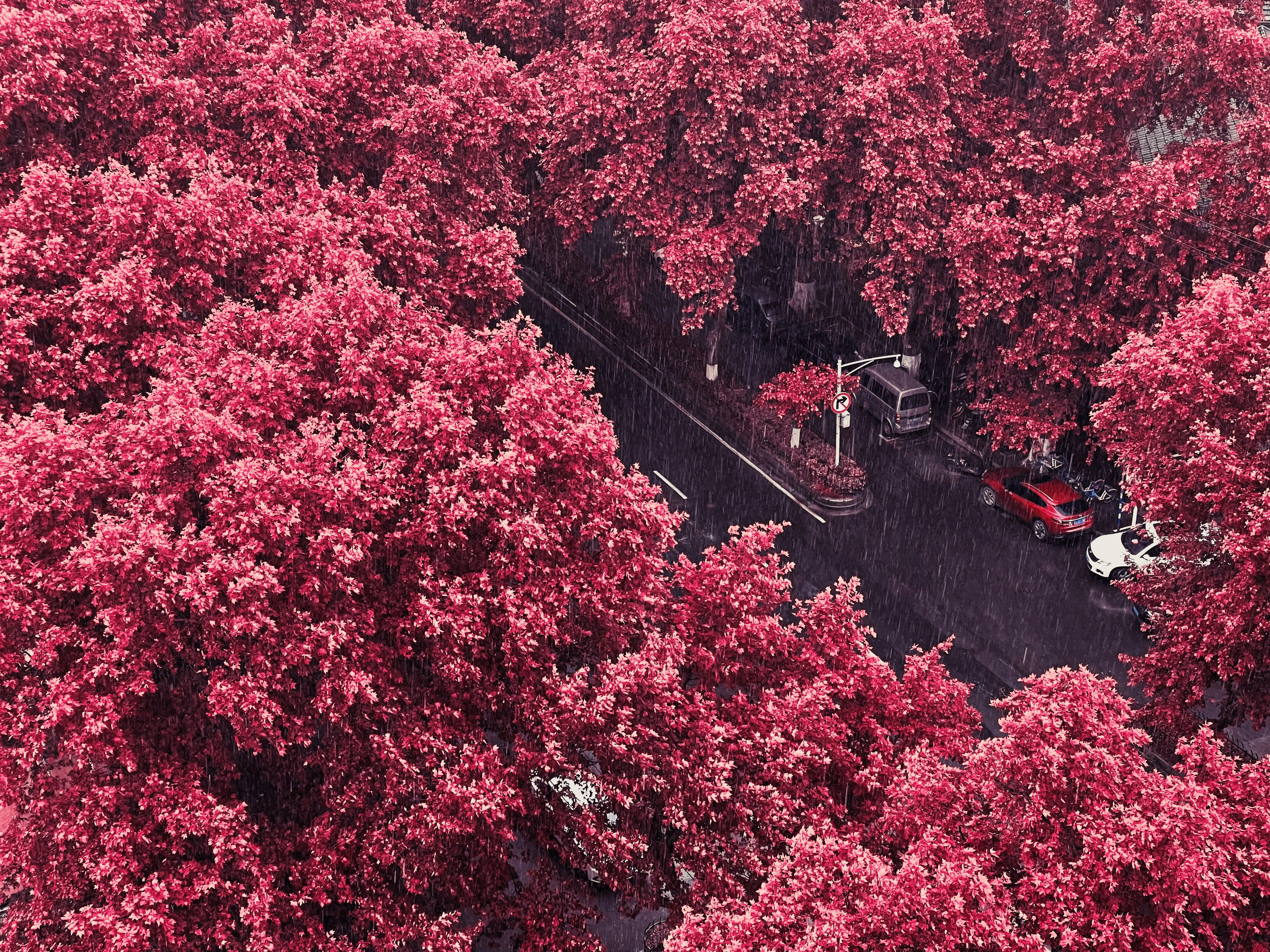 Crimson Car Beneath a Pink Canopy