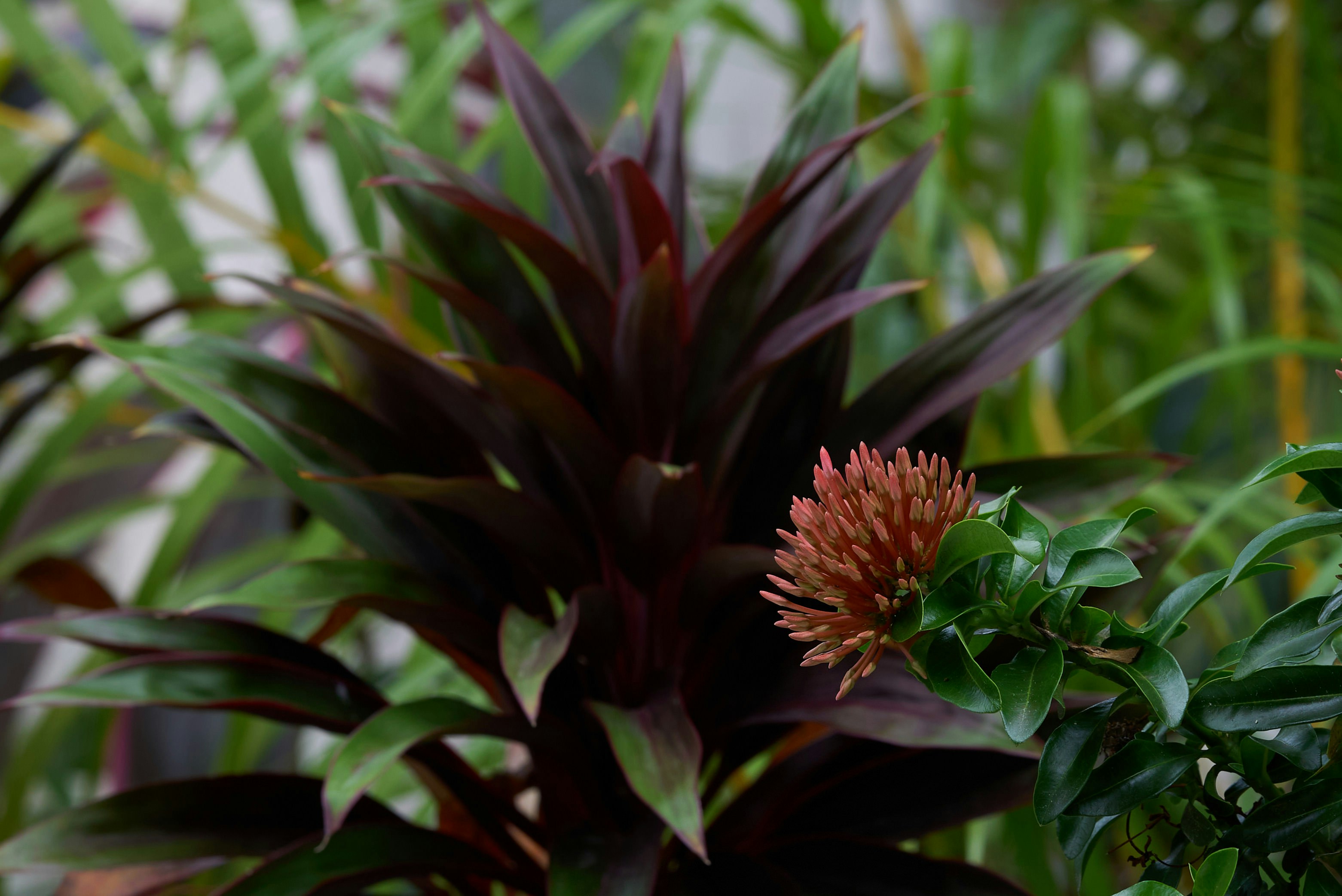 Plante rouge et verte en gros plan photo – Photo Catazajá Gratuite sur ...