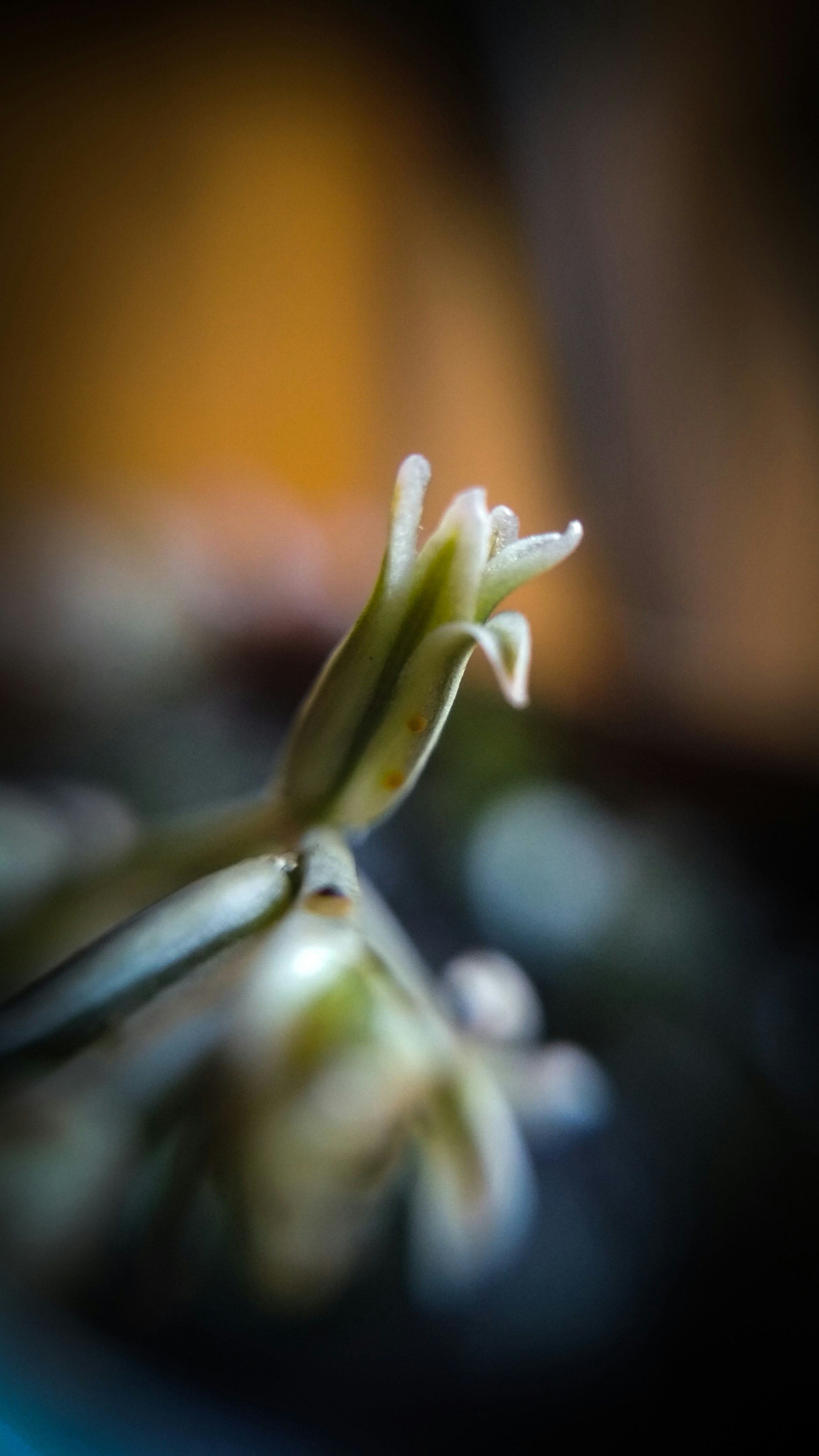 Close-up of a succulent plant showcasing intricate leaf structures against a softly blurred background.